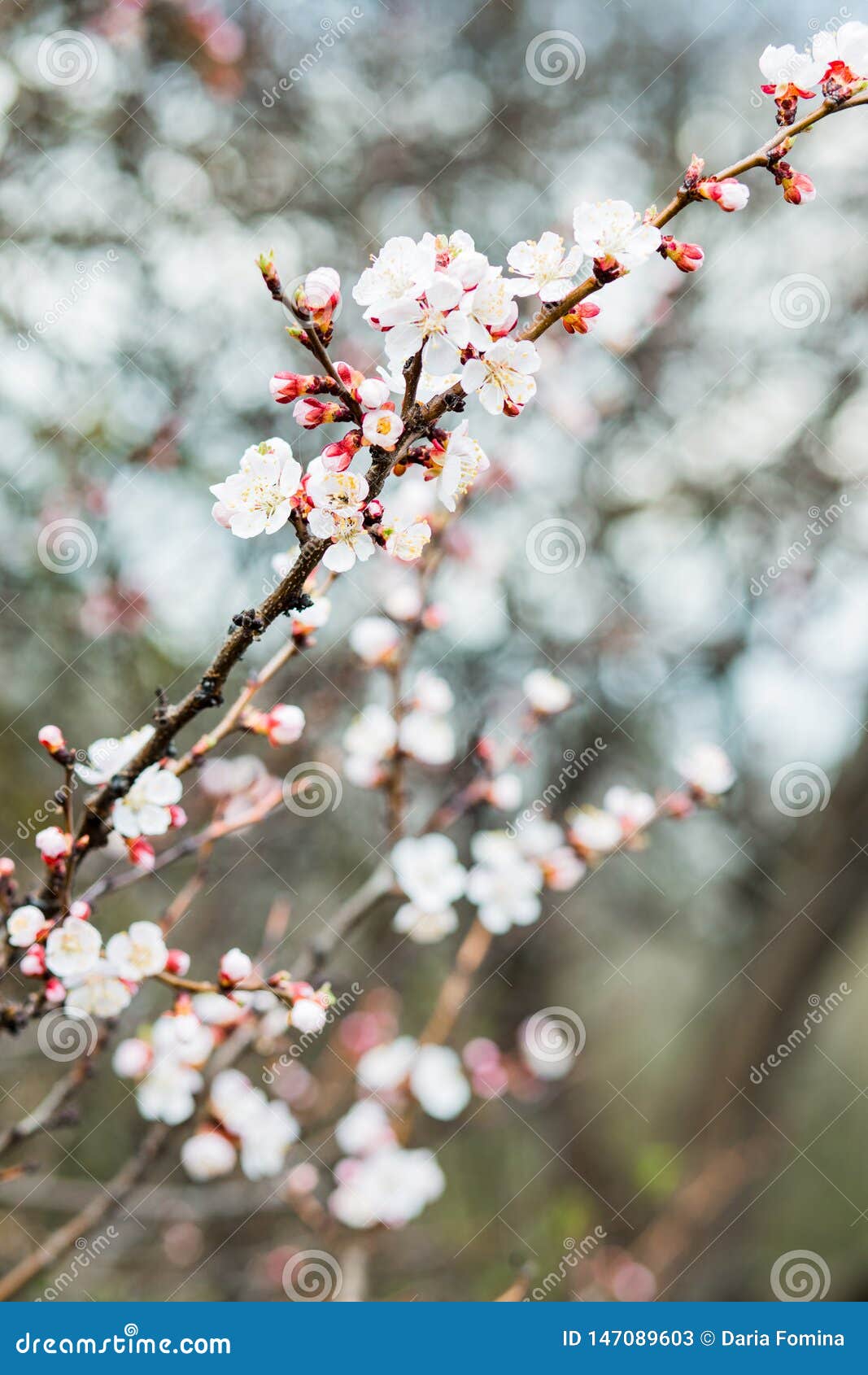 Beautiful Flowering Apricot Tree in Spring Time Stock Image - Image of ...