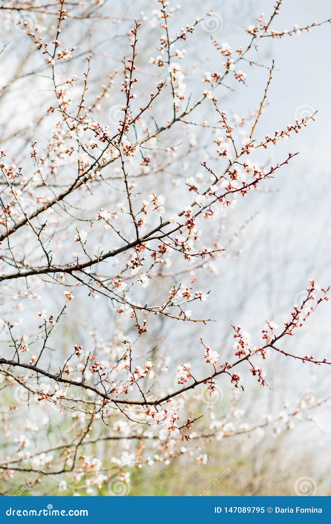 Beautiful Flowering Apricot Tree in Spring Time Stock Image - Image of ...