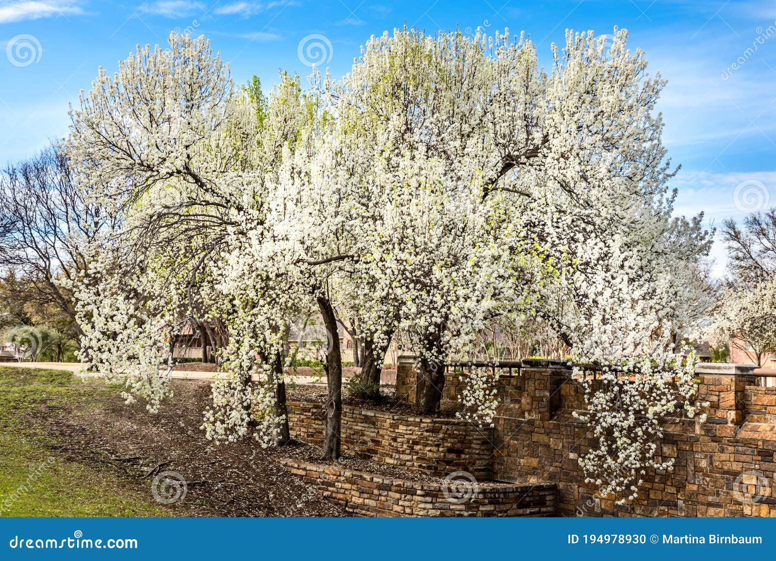Beautiful Flowering Phillyrea Latifolia Commonly Known As Jasmine Box ...