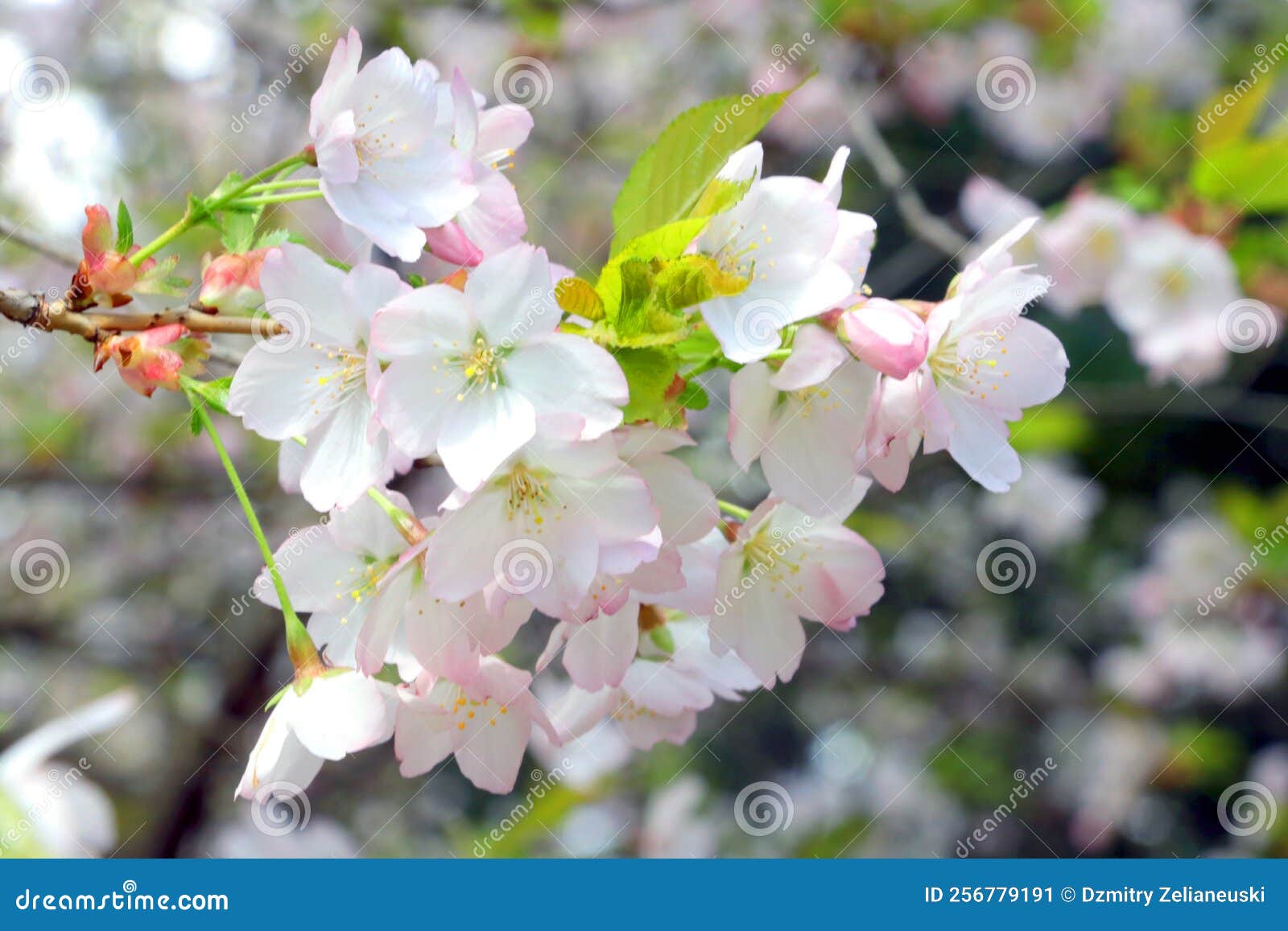 Beautiful Flowering Branch of Cherry and Apple Tree in the Garden in ...