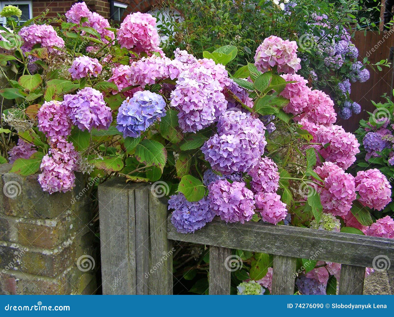 Beautiful flowering bush stock photo. Image of park, delicate - 74276090
