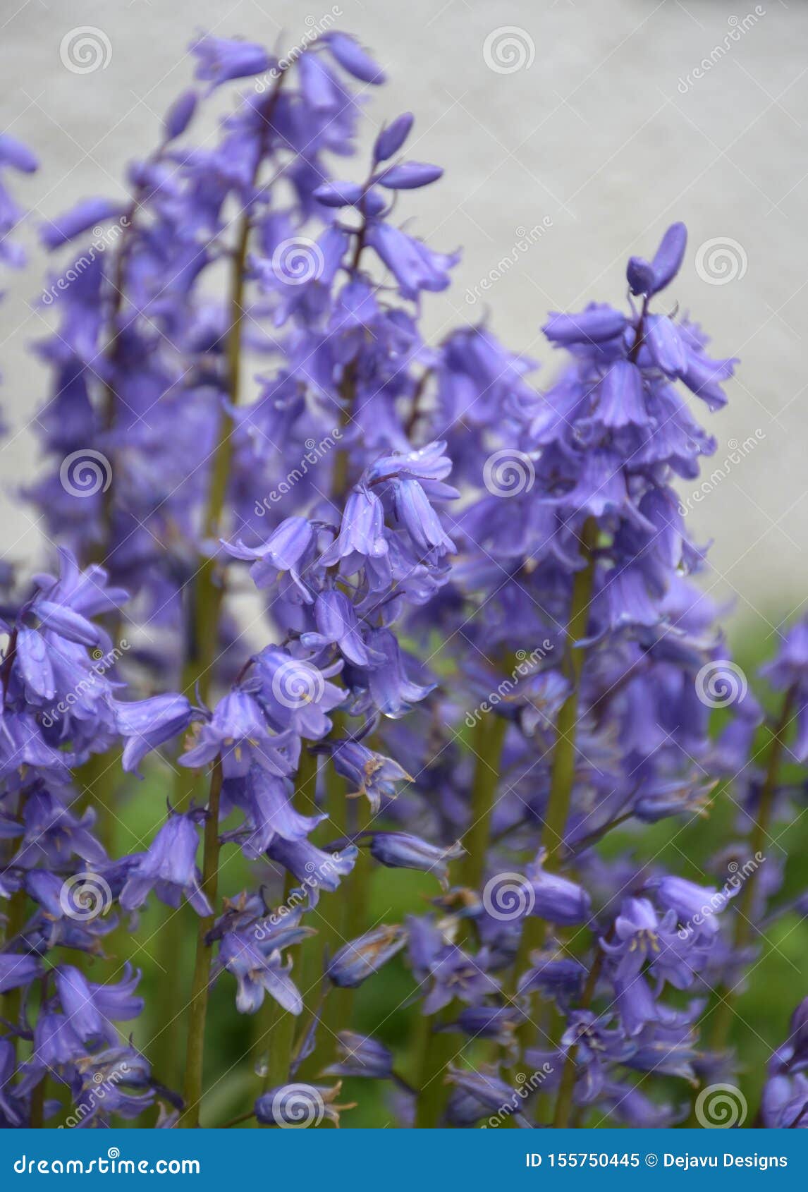 Beautiful Flowering Common Bluebell Flowers Blooming in a Garden Stock ...