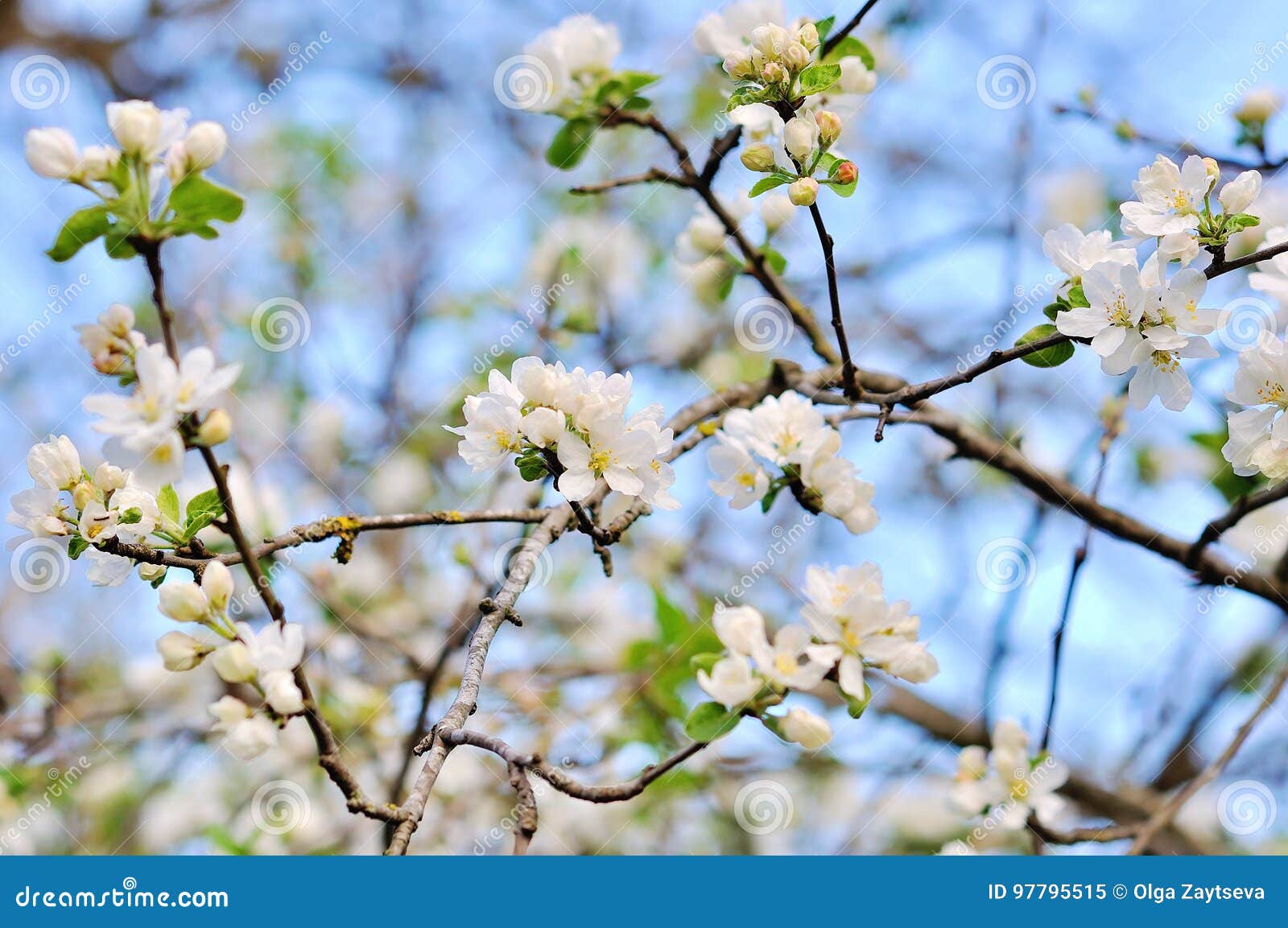 Beautiful Flowering Fruit Tree. Stock Image - Image of cherry, petal ... Beautiful Flowering Fruit Tree. Stock Image - Image of cherry, petal ...