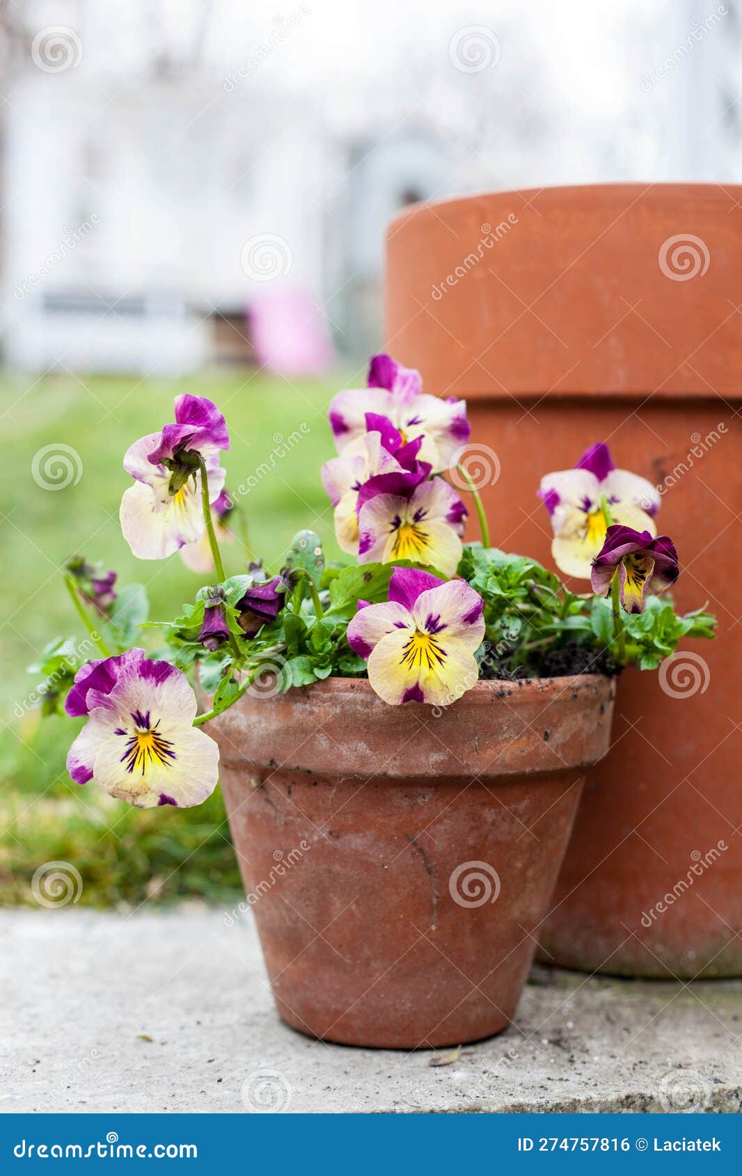 Beautiful Flowering Pansy Trailing in a Traditional Ceramic Pot Stock ...
