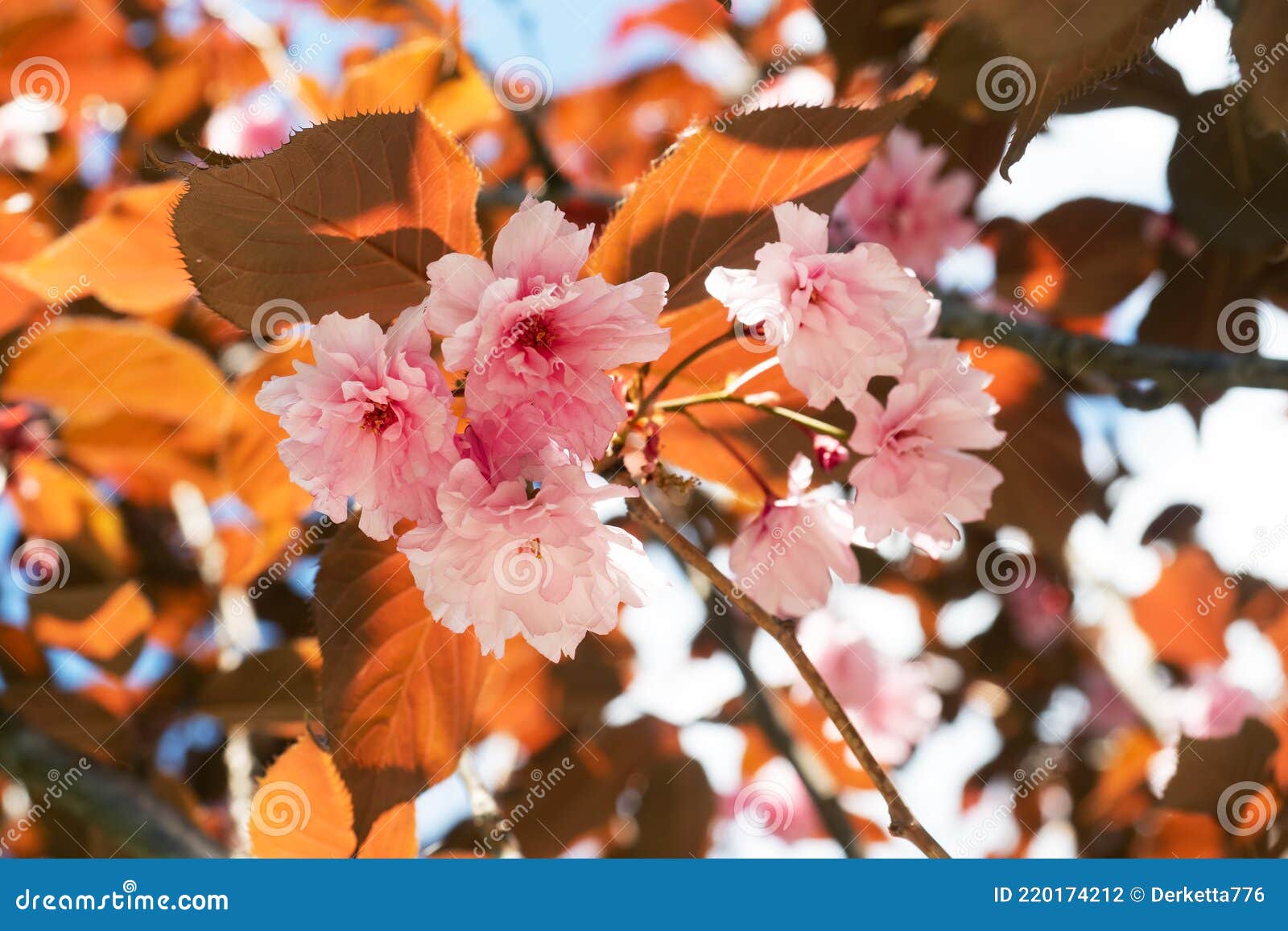 A Beautiful Flowering Plum Tree, Pink Flowers Bloomed in Spring Stock ...