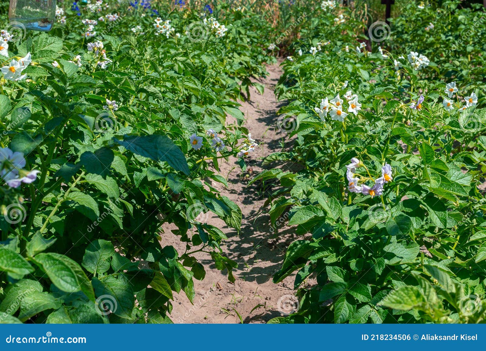 Beautiful Flowering Rows of Potato Tops. Flowering Potatoes Stock Photo ...
