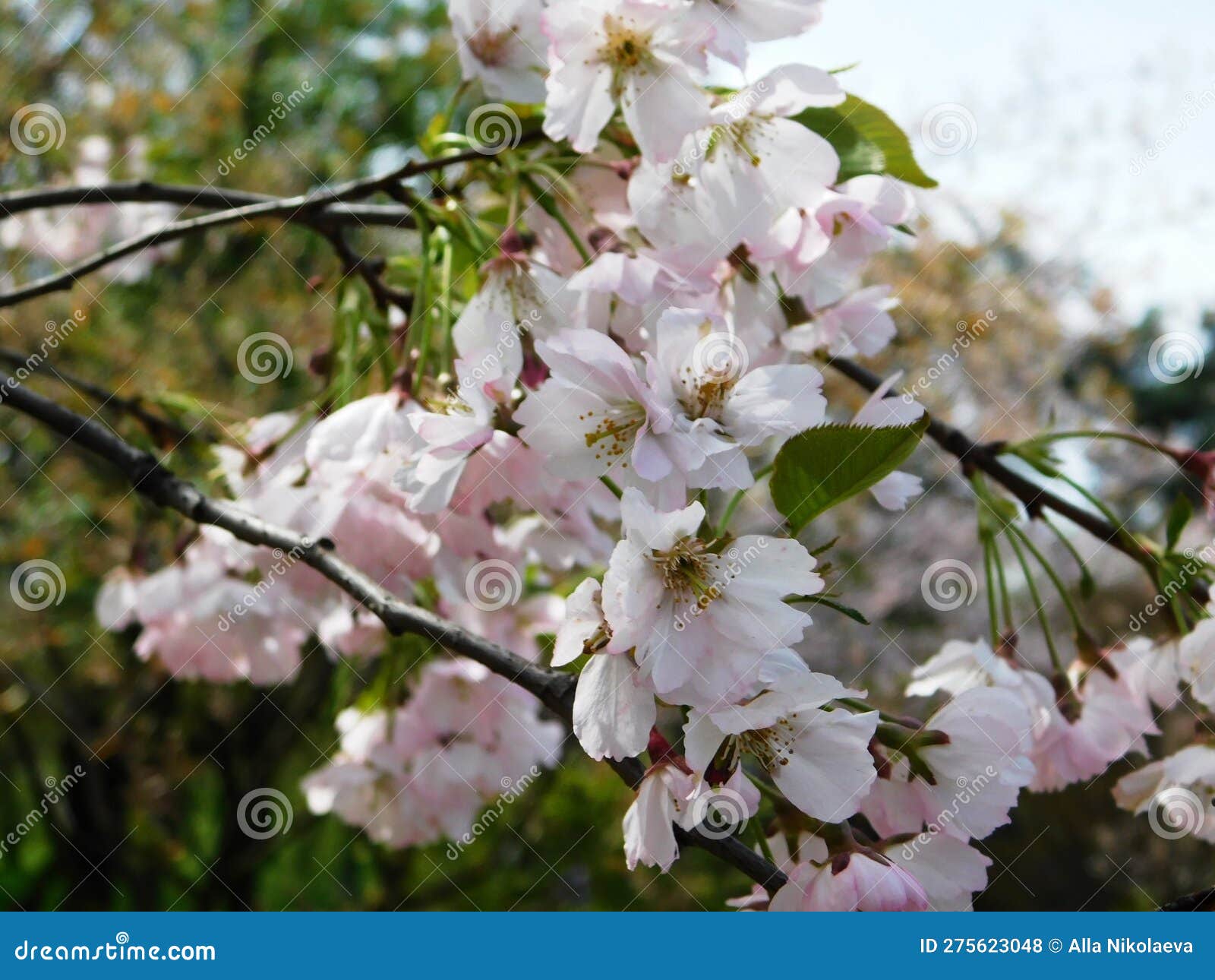 Beautiful Flowering Sakura Tree Branches with Pink Petals Stock Photo - Image of tree, growing ...