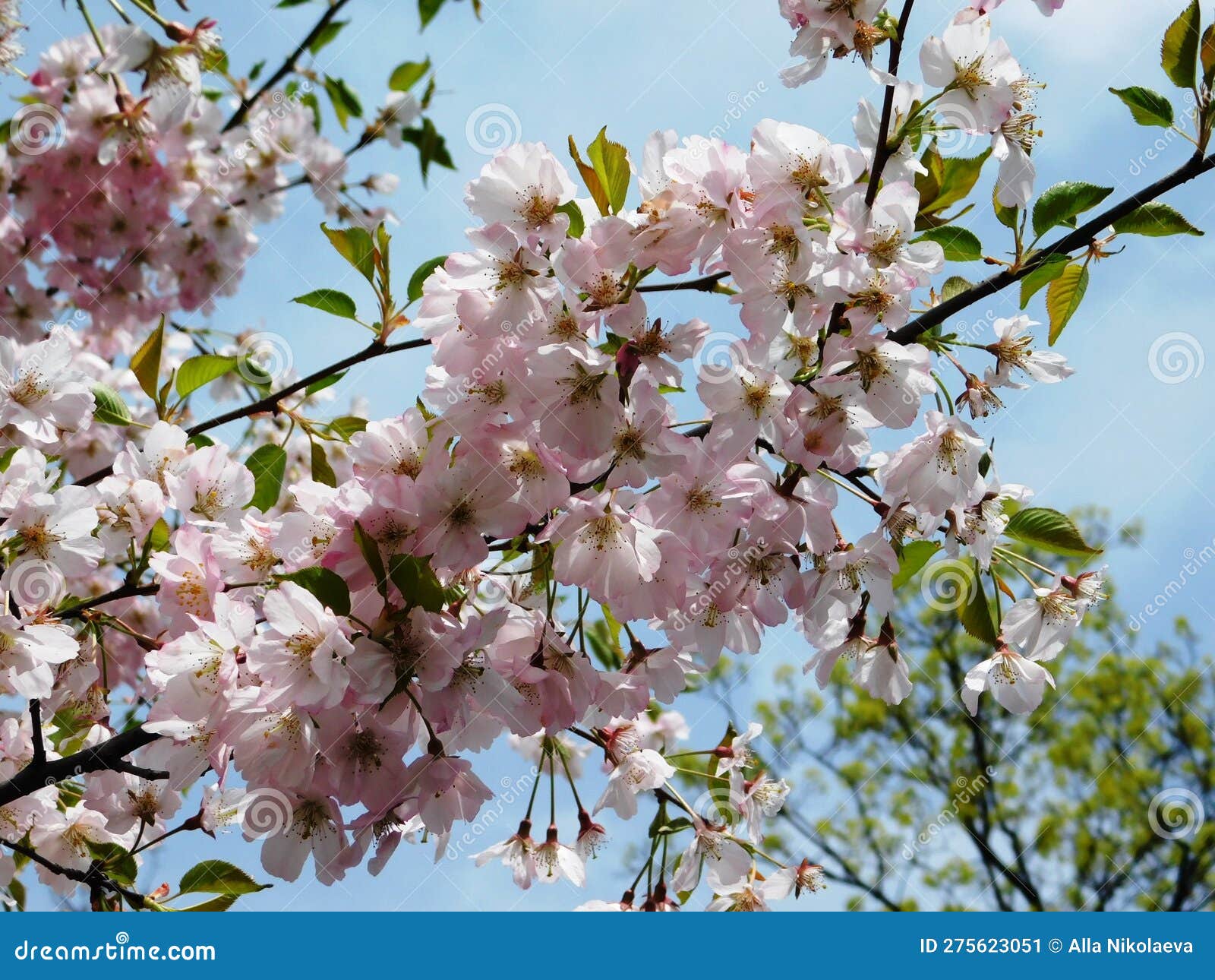 Beautiful Flowering Sakura Tree Branches with Pink Petals Stock Image ...