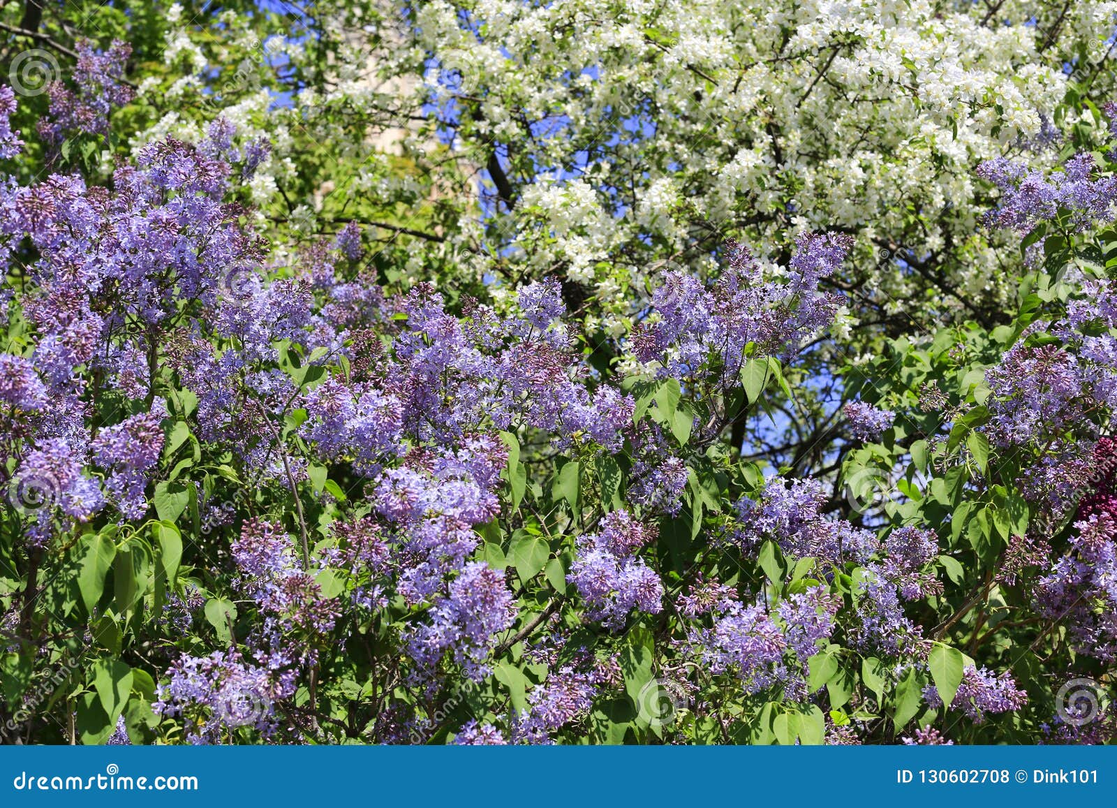 Beautiful Flowering Spring Bushes and Trees Stock Photo - Image of bush ...