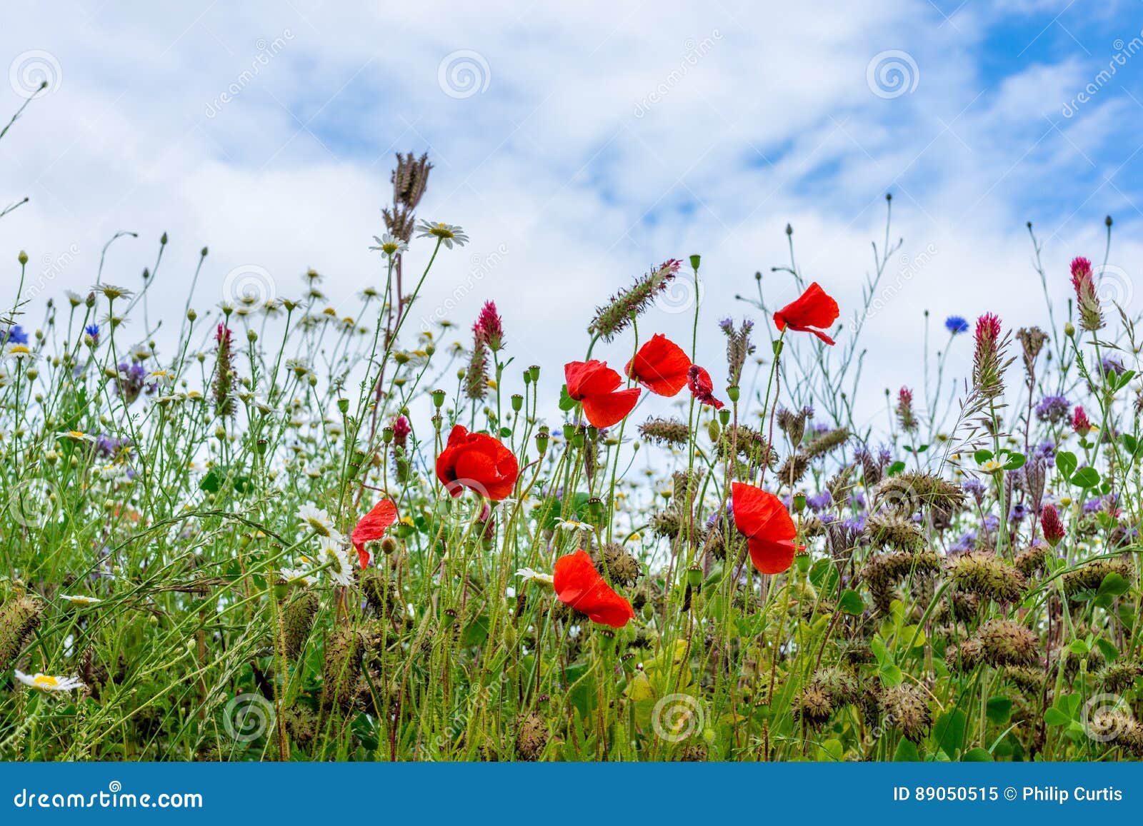 Beautiful Flowering Spring Meadow Stock Image - Image of countryside ...