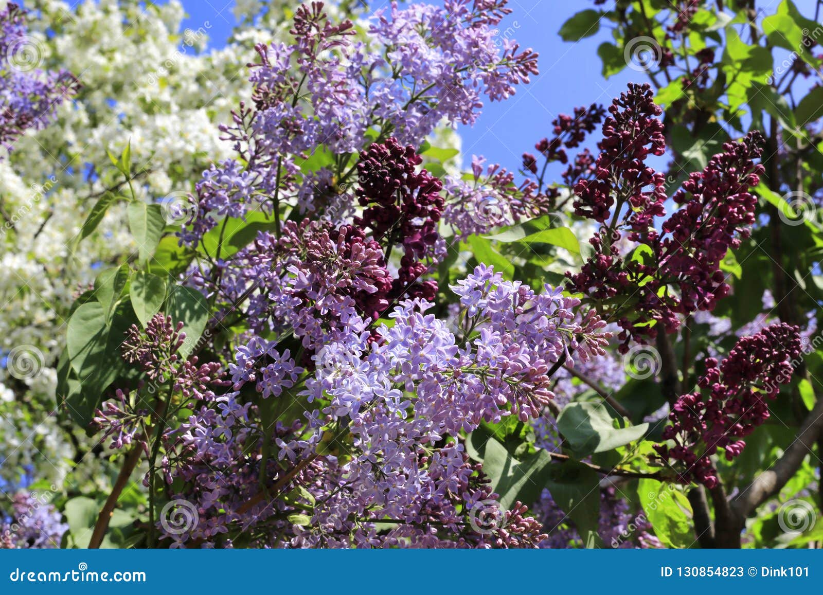 Beautiful Flowering Spring Trees and Lilac Branches Stock Image - Image ...