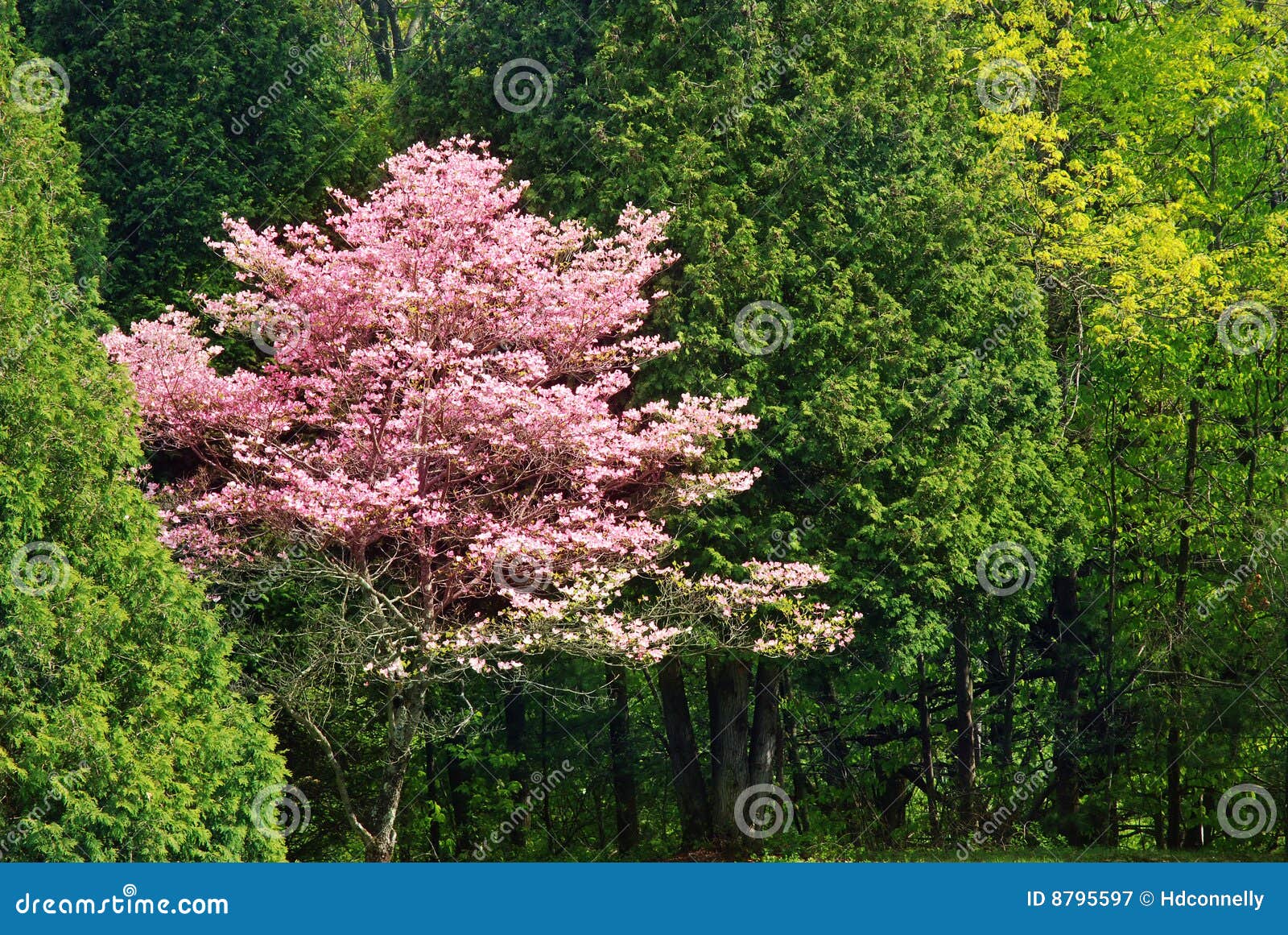 Beautiful flowering tree stock image. Image of tree, spring - 8795597