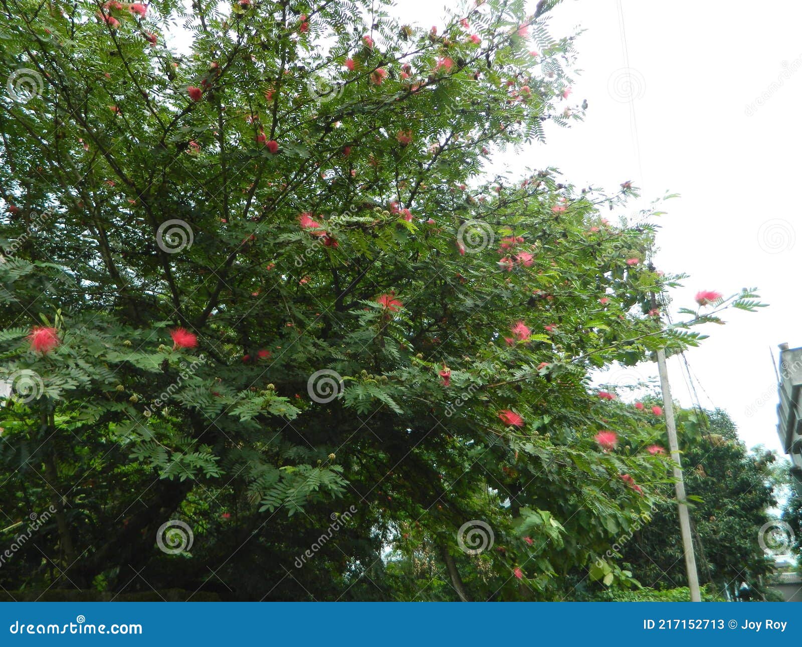 Beautiful Flowering Tree Close Up Shot. Stock Image - Image of pole ...