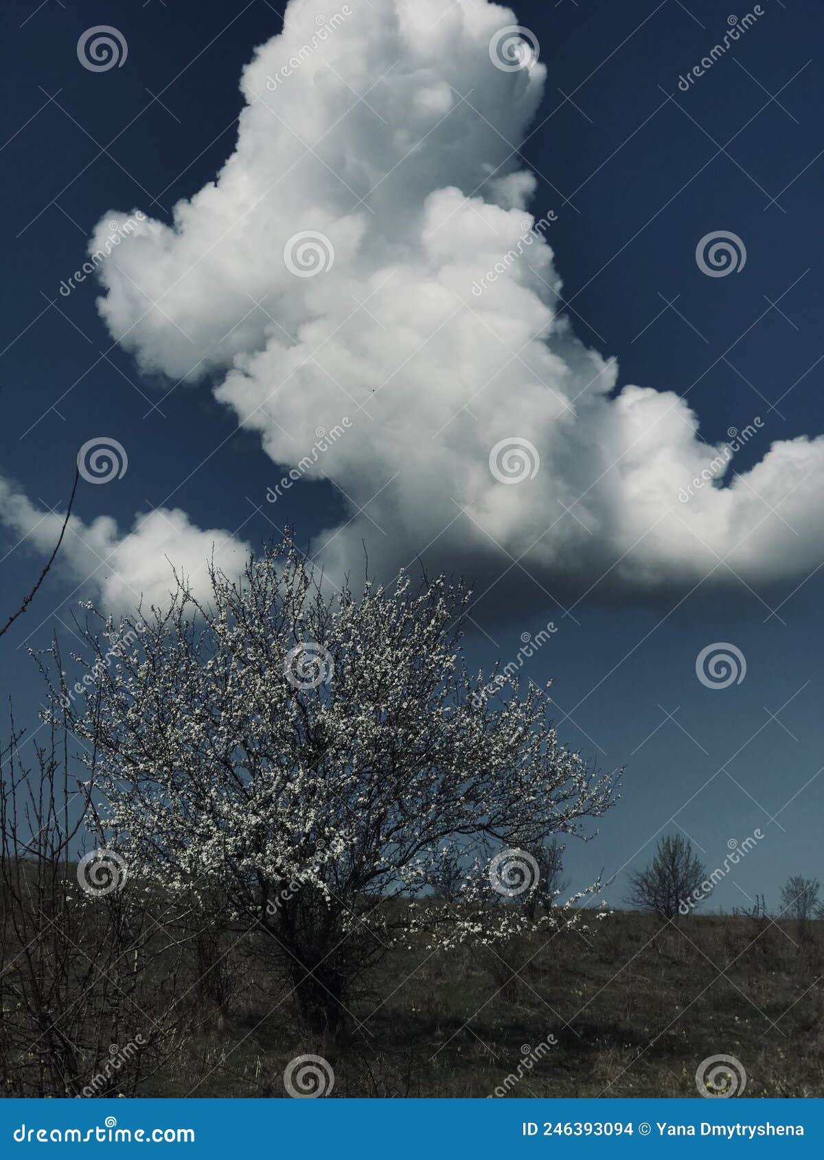 Spring in Ukraine Village 2022 Stock Photo - Image of nature, flowering ...