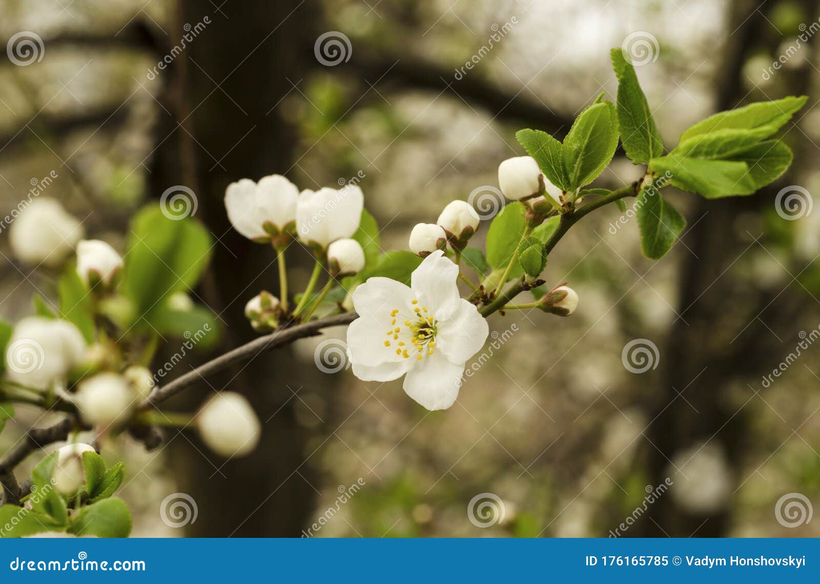 Beautiful Flowering Tree in Early Spring Stock Image - Image of bloom ...