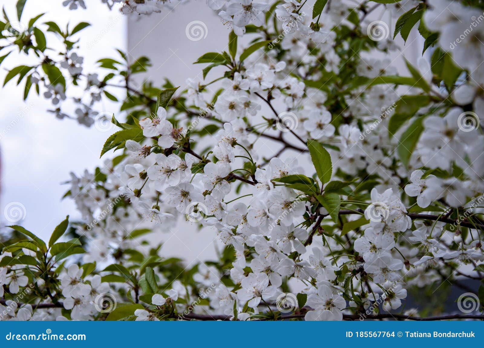 Beautiful Flowering Trees. Flowers on Fruit Trees Everlasting Stock ...