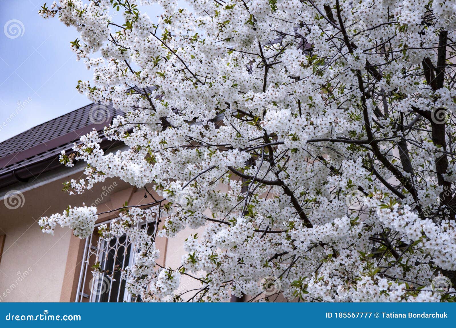 Beautiful Flowering Trees. Flowers on Fruit Trees Everlasting Stock ...