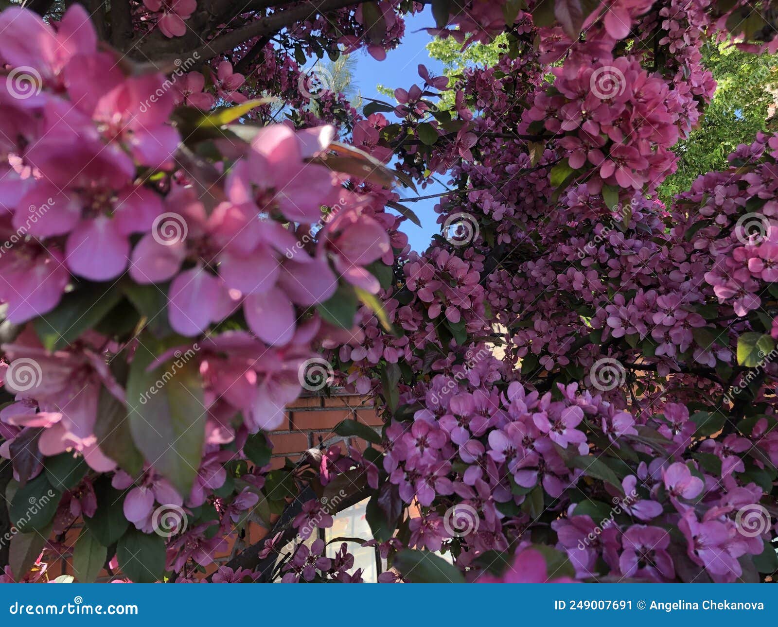 Beautiful Flowering Trees in the Garden Stock Image - Image of ...