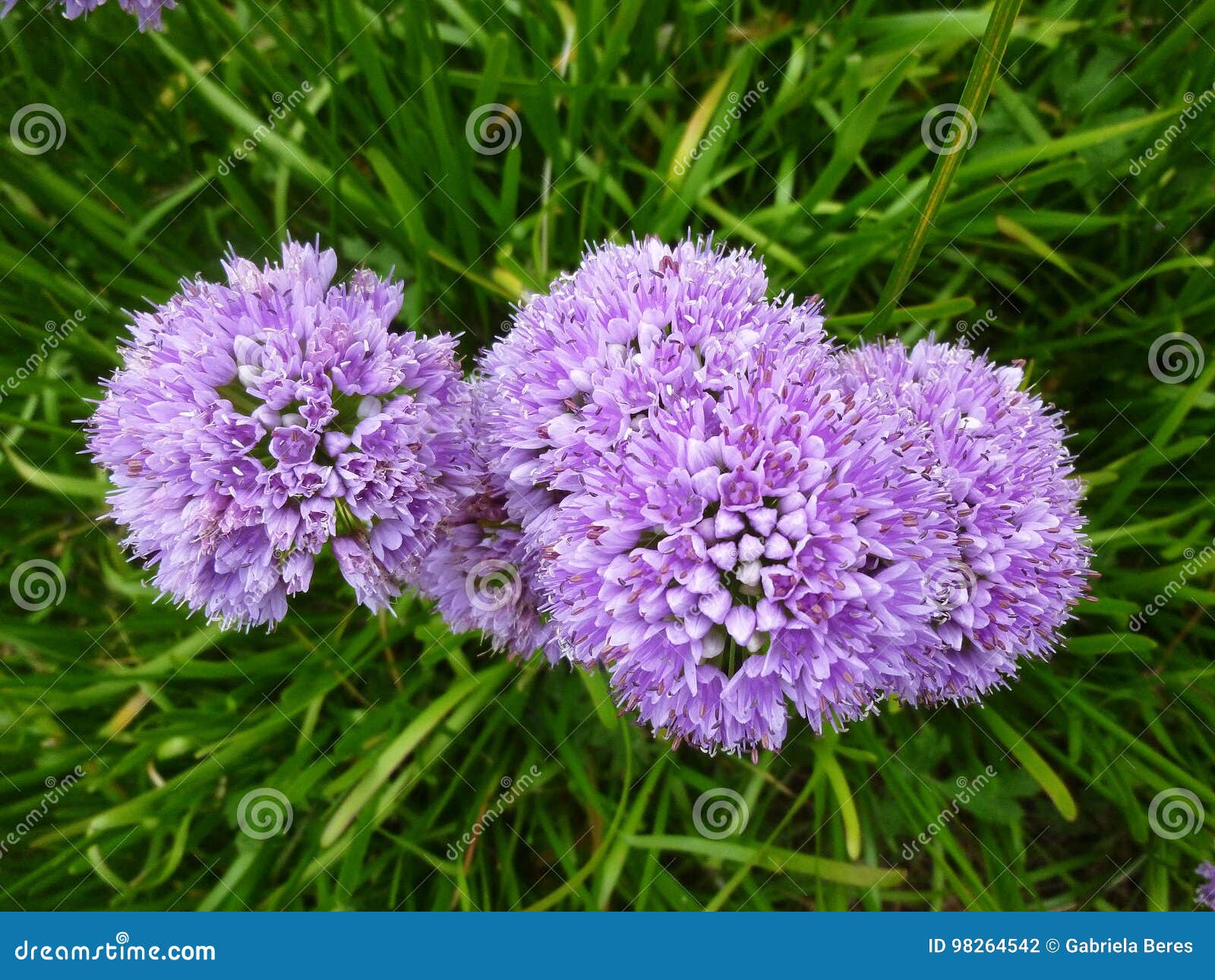Beautiful Flowers, Allium Millenium Stock Photo - Image of color ...