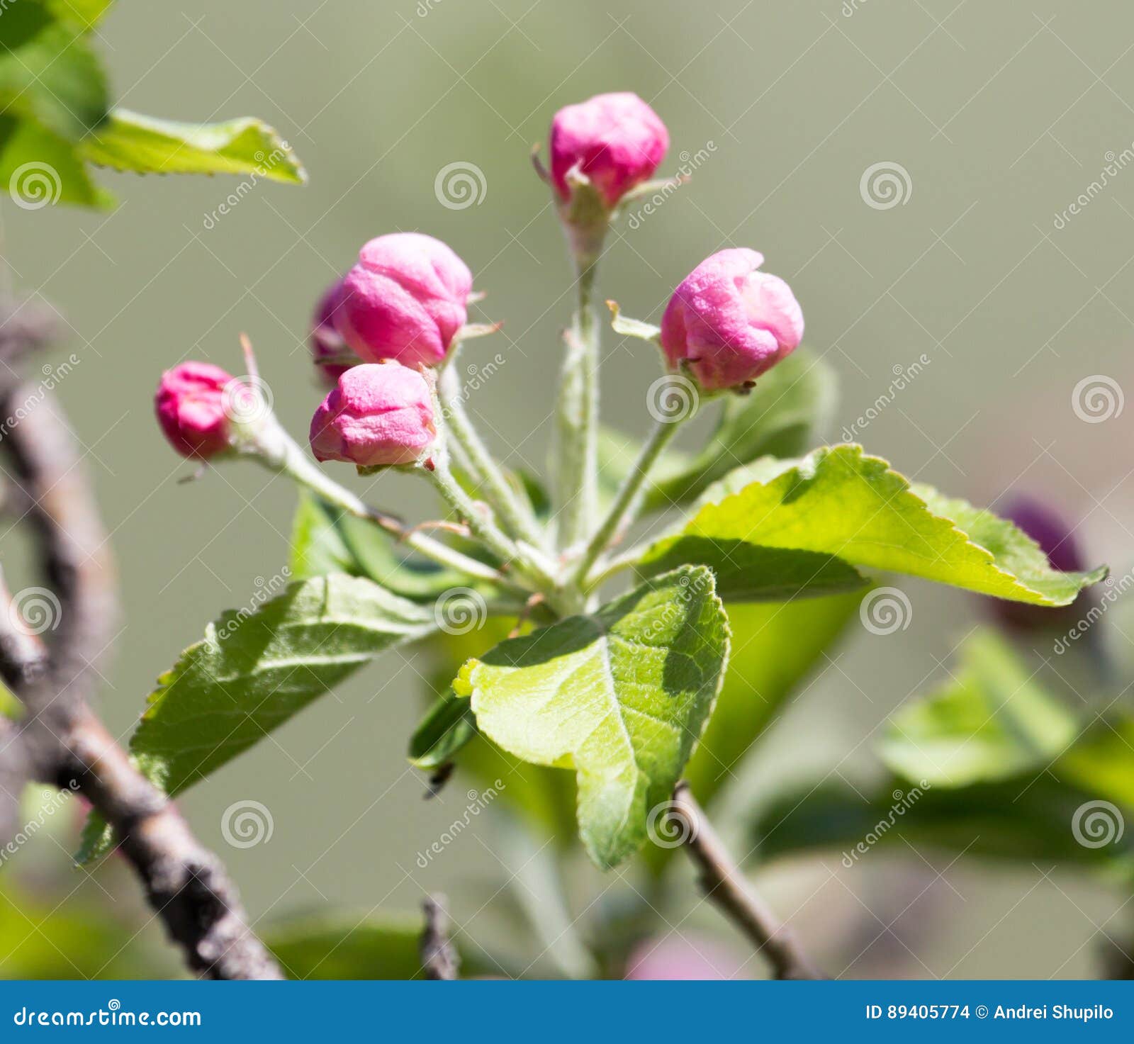 Beautiful Flowers on the Apple Tree in Nature Stock Photo - Image of ...