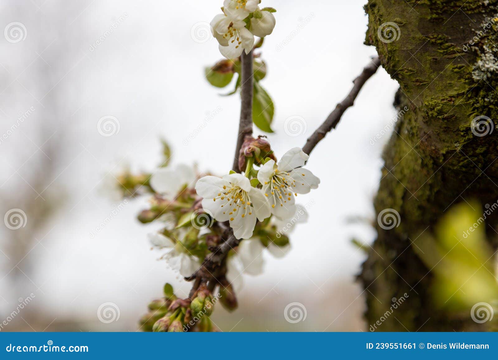 Beautiful Flowers of Apple Tree in Spring Stock Image - Image of branch ...