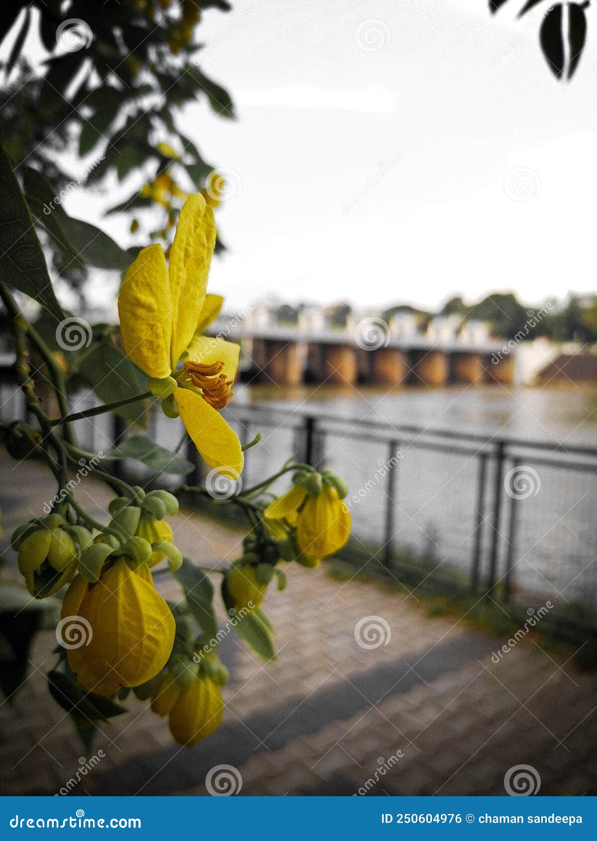 Beautiful Flowers of ASALA in Srilanka. Nature Trees Stock Photo ...