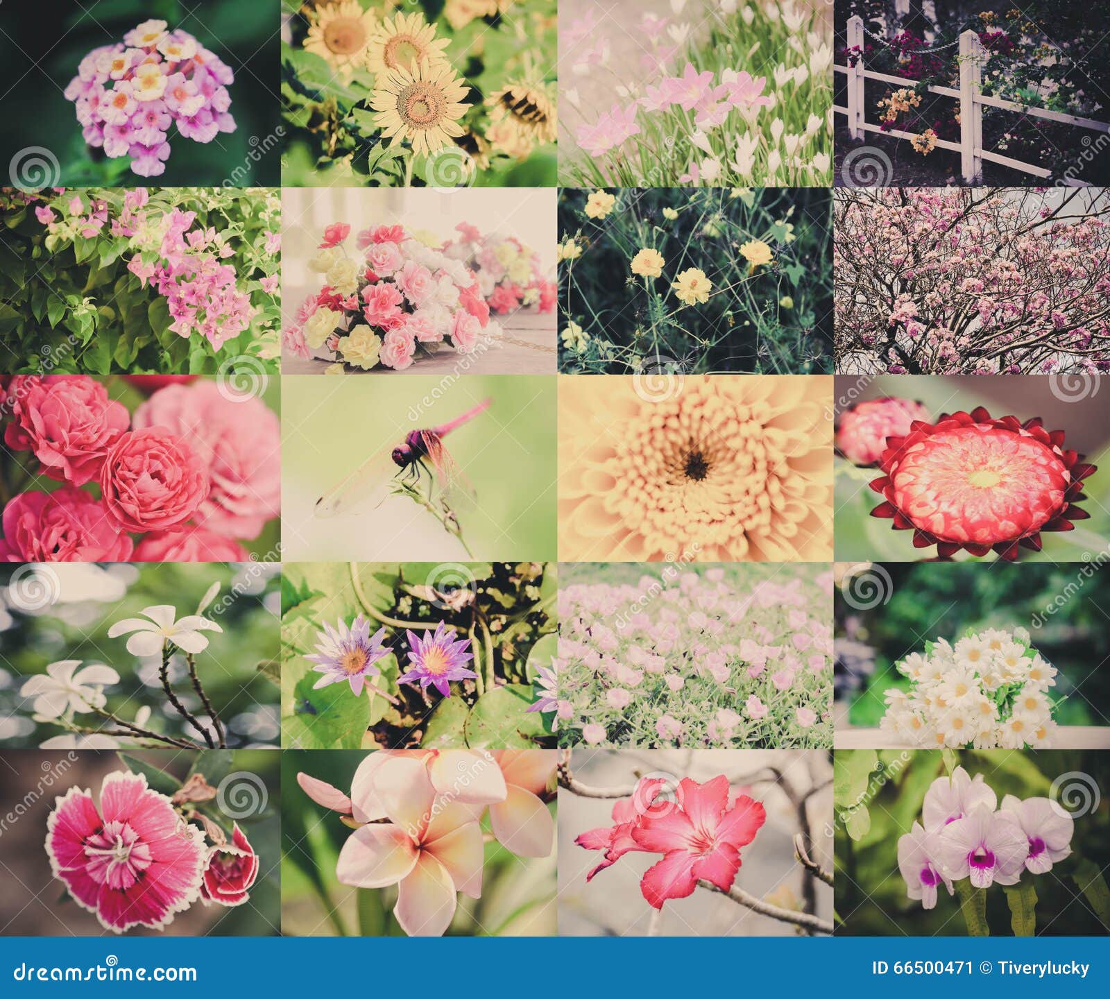 Beautiful flowers stock image. Image of beautiful, collage - 66500471