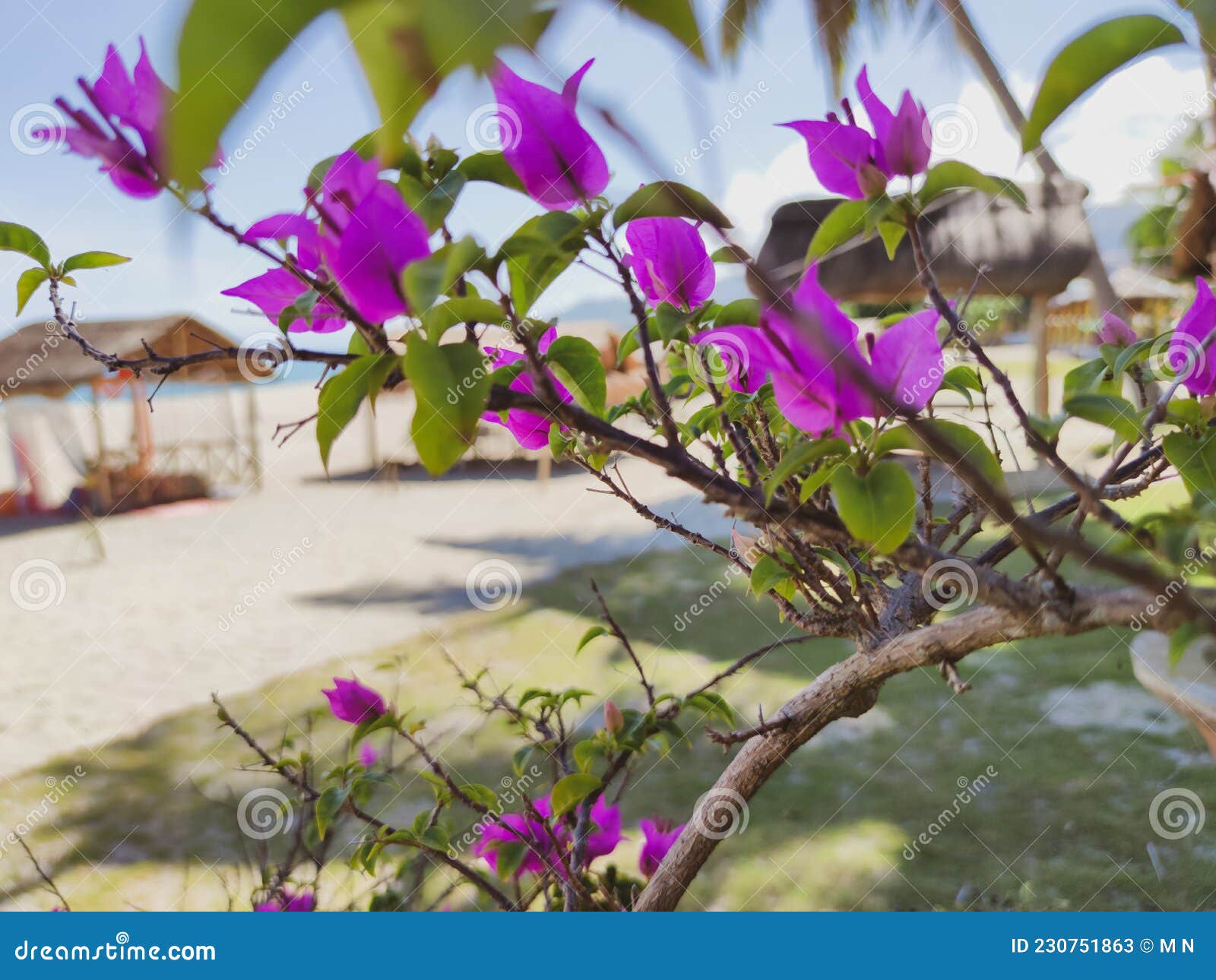 Beautiful Flowers at the Beach Stock Image - Image of lilac, petal ...
