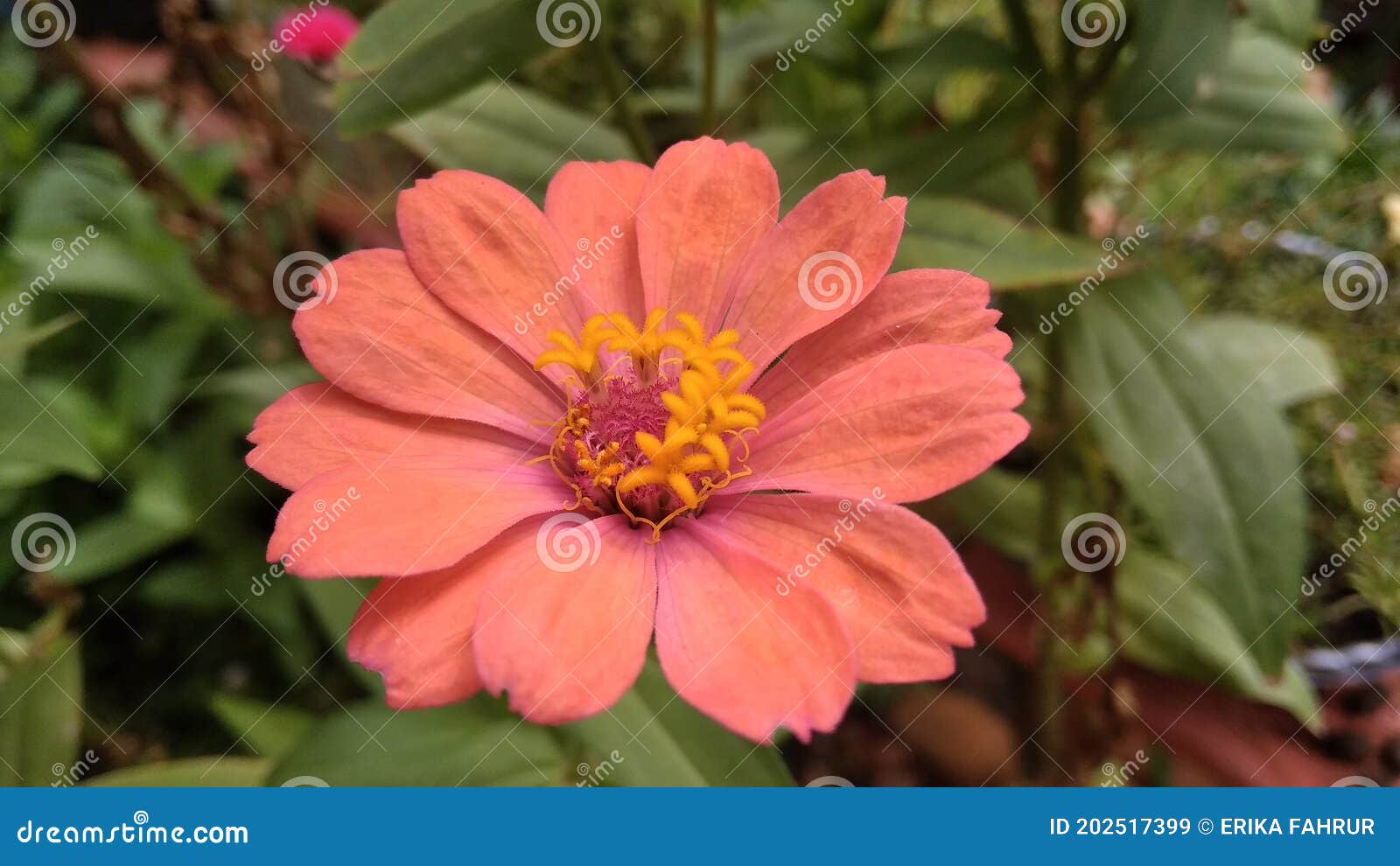 Beautiful Flowers Bloom during the Day Stock Image - Image of beautiful ...