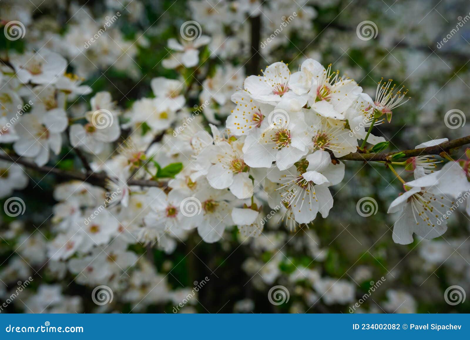 Beautiful Flowers Bloom in Spring Stock Photo - Image of light, bouquet ...