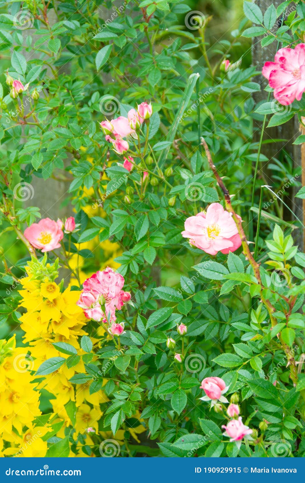 Beautiful Flowers Bloomed in the Garden in Summer. Stock Image - Image ...