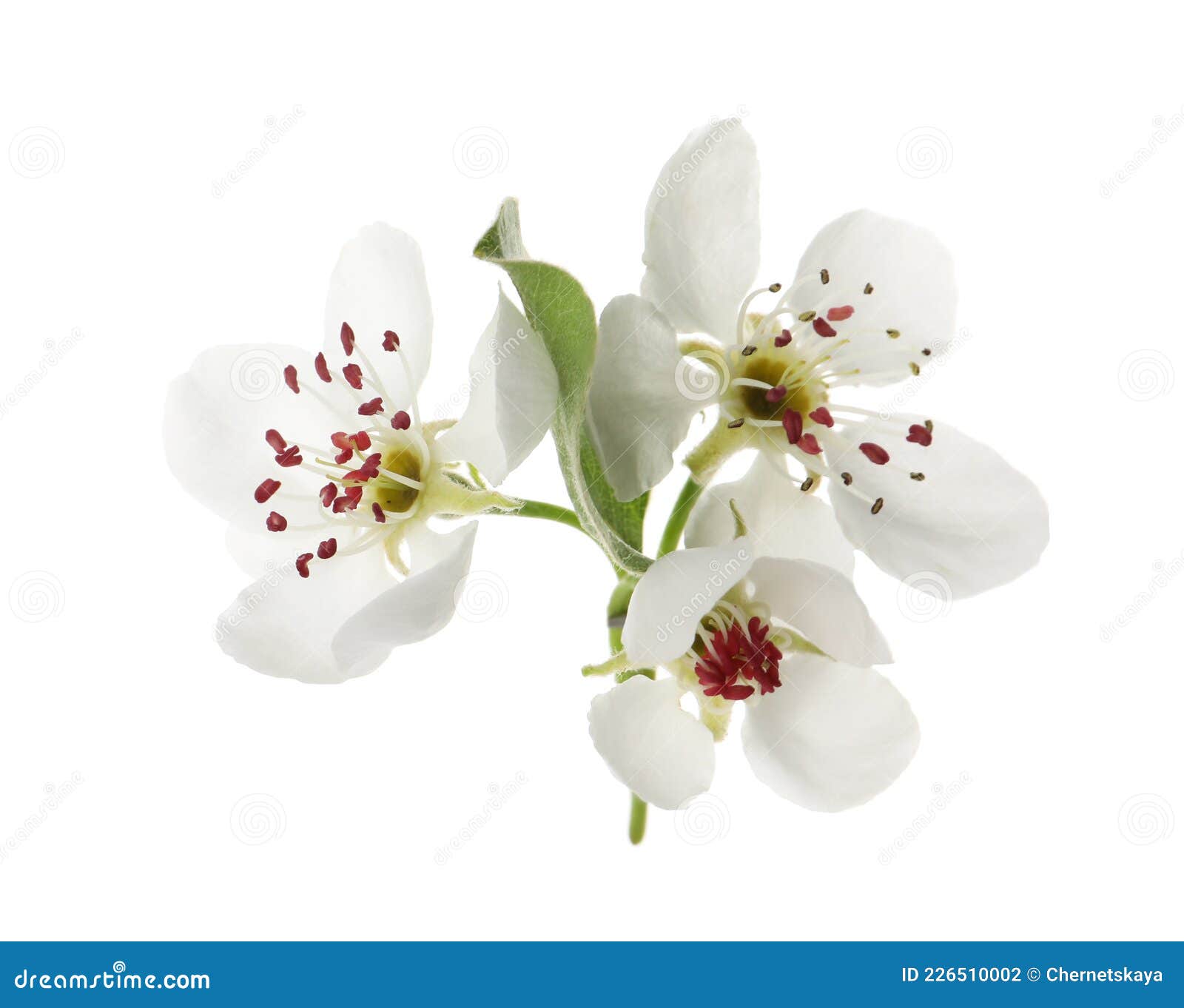 Beautiful Flowers of Blossoming Pear Tree on White Background Stock ...
