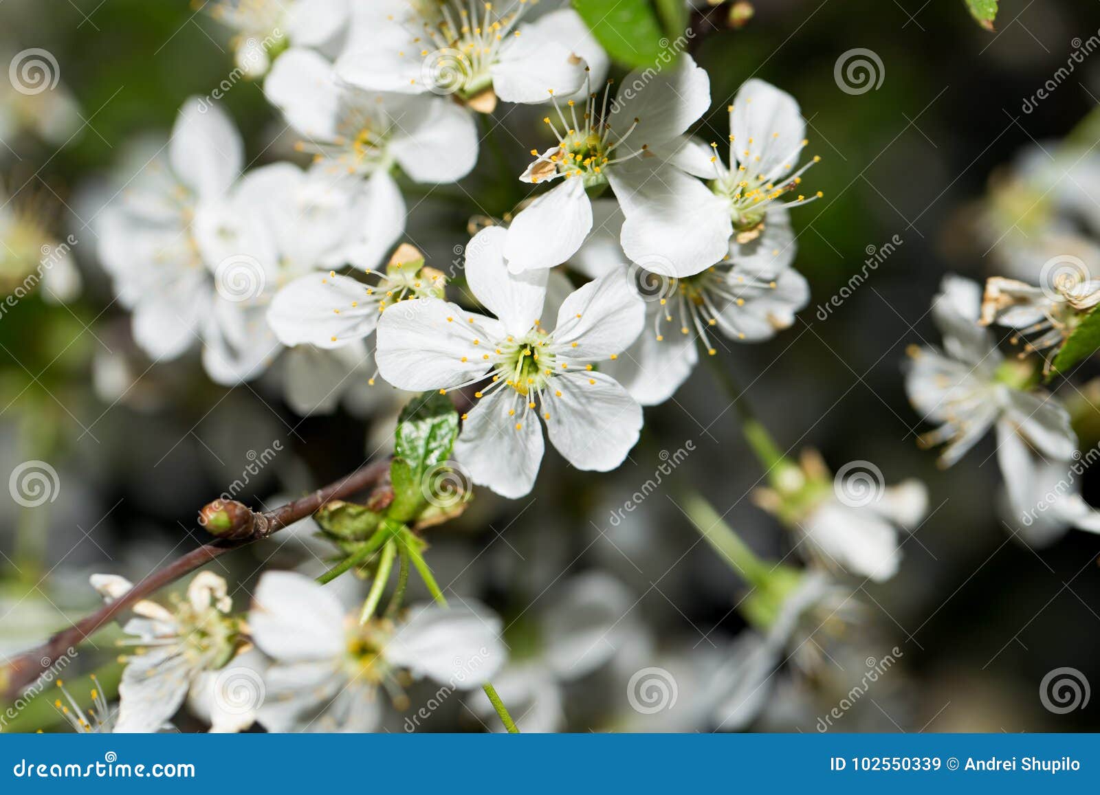 Beautiful Flowers on the Branches of a Tree Stock Image - Image of ...
