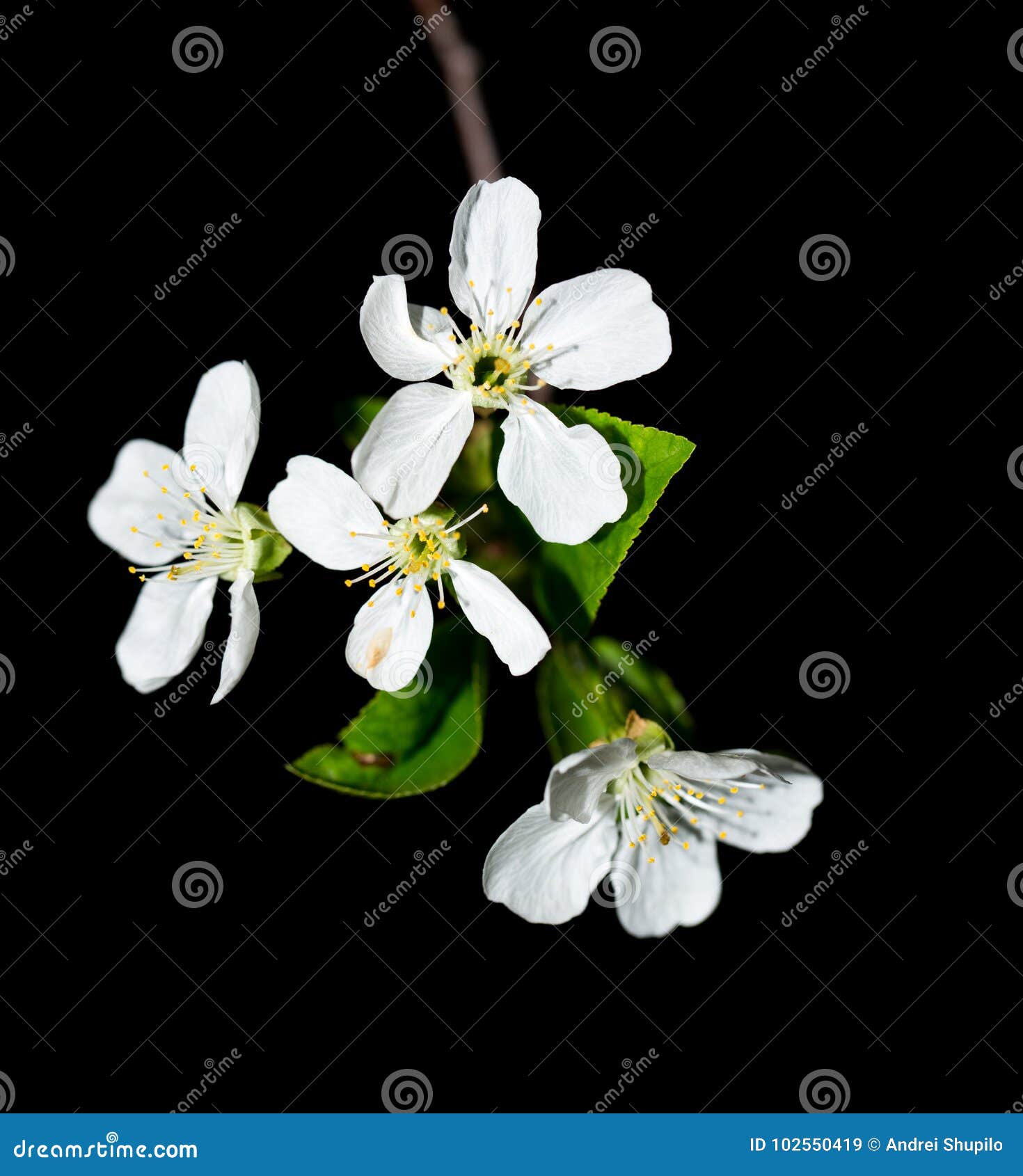Beautiful Flowers on the Branches of a Tree Stock Image - Image of ...