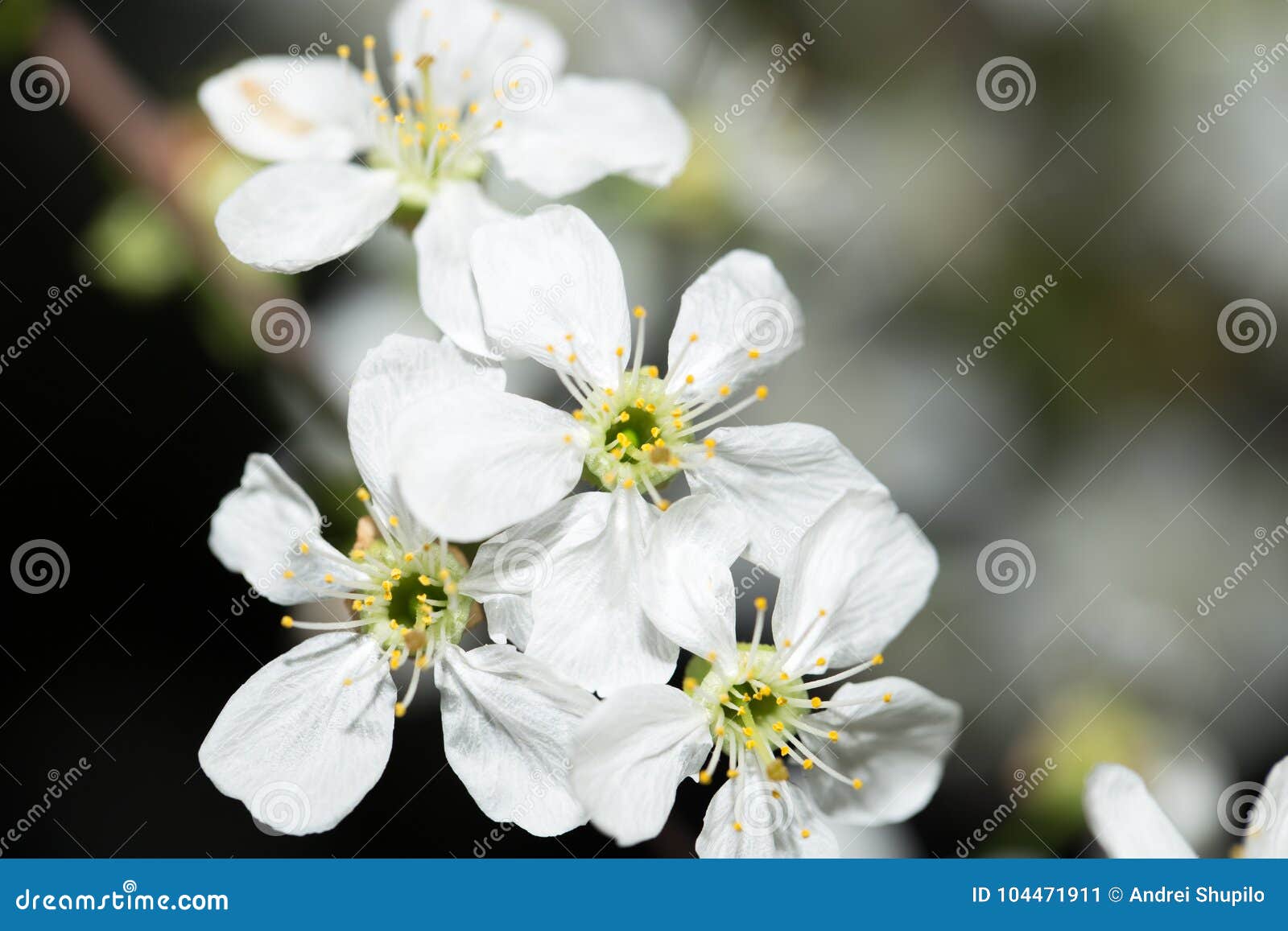 Beautiful Flowers on the Branches of a Tree Stock Image - Image of ...