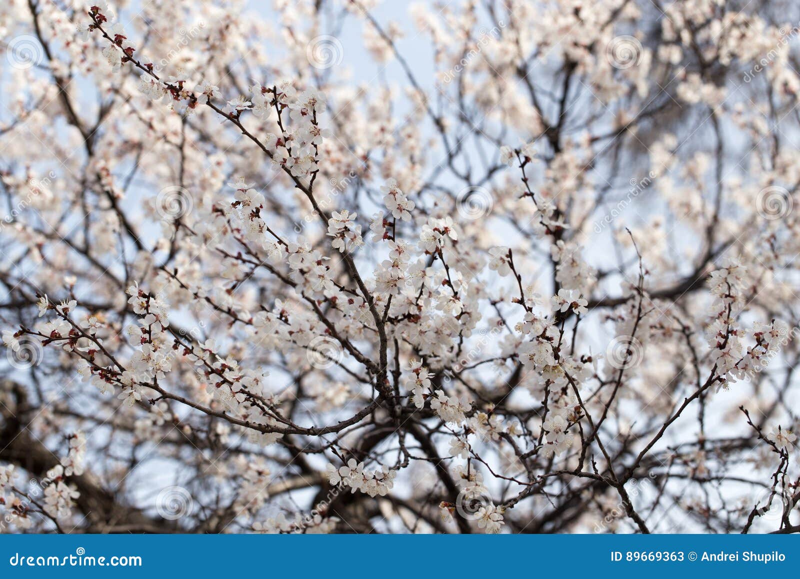Beautiful Flowers on the Branches of a Tree Stock Image - Image of ...