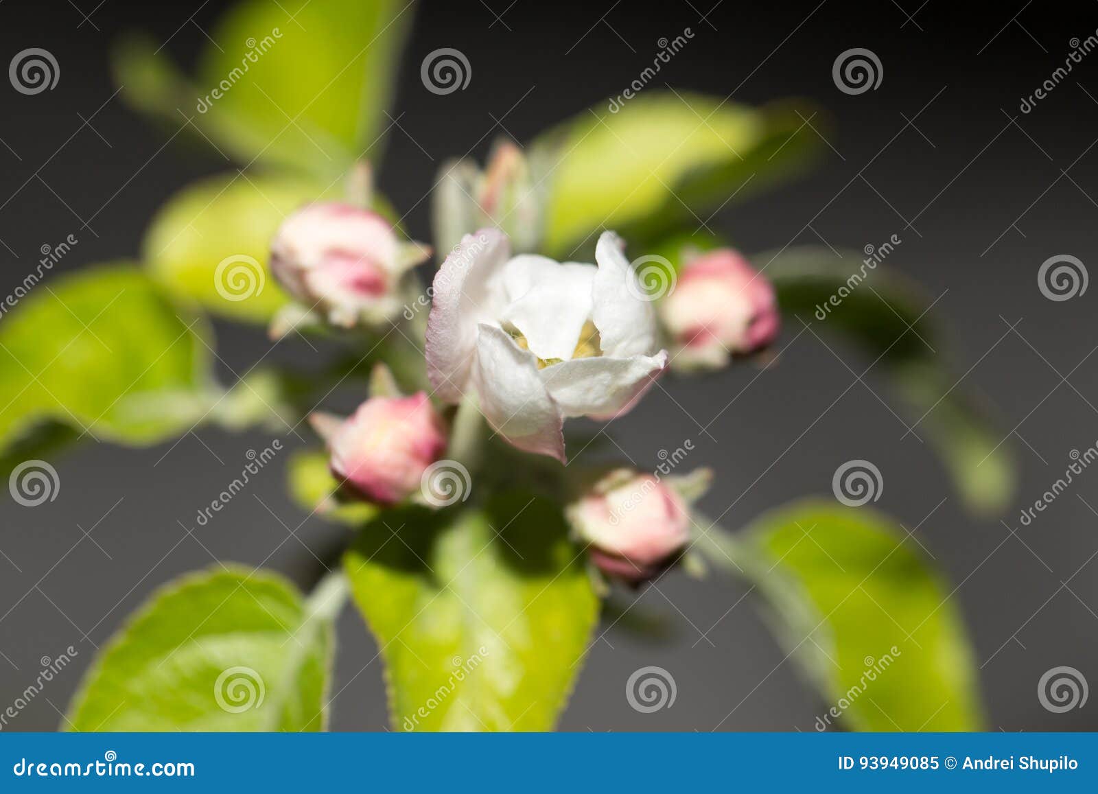 Beautiful Flowers on the Branches of a Tree Stock Image - Image of ...