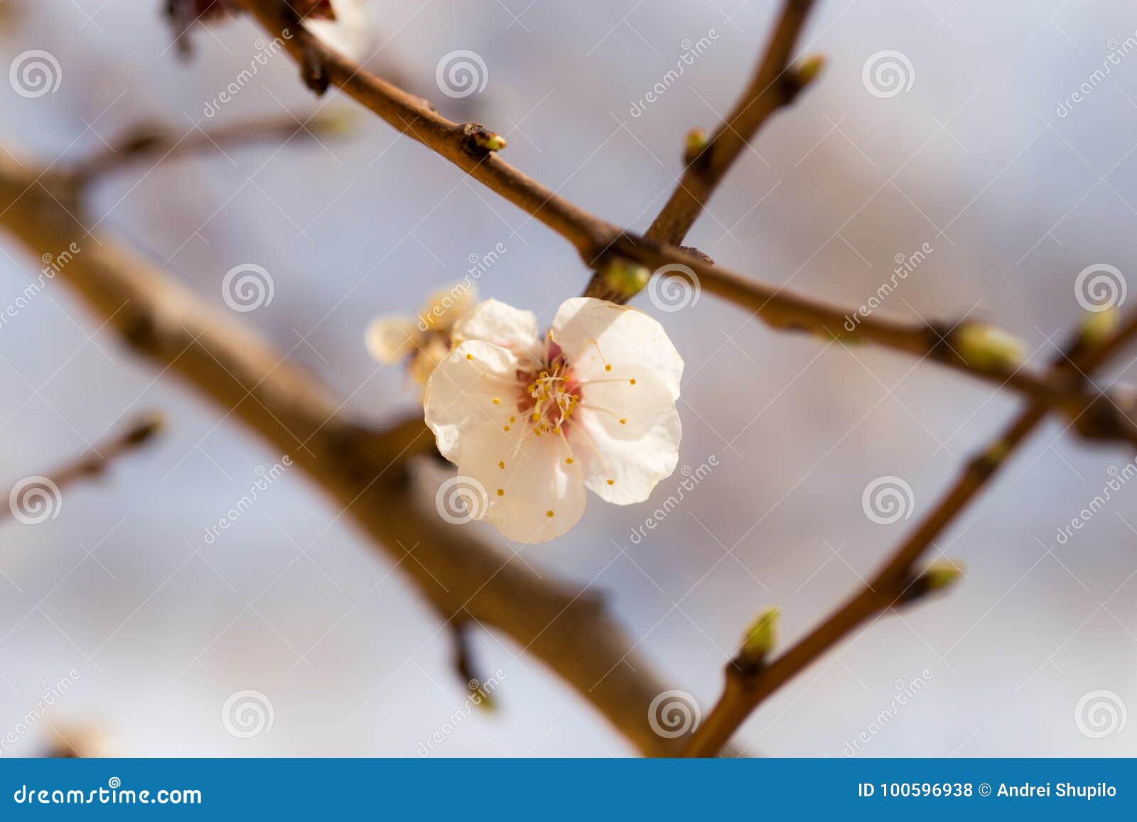 Beautiful Flowers on the Branches of a Tree Stock Photo - Image of ...
