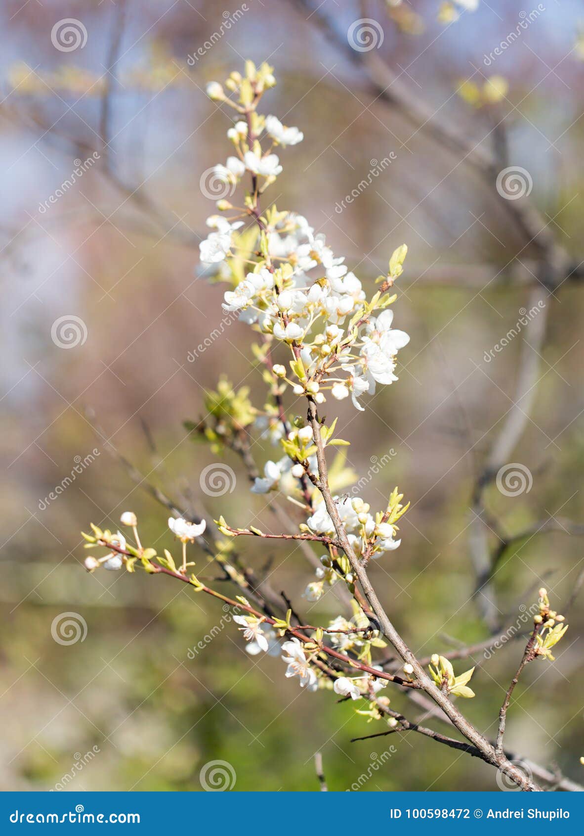 Beautiful Flowers on the Branches of a Tree Stock Photo - Image of ...