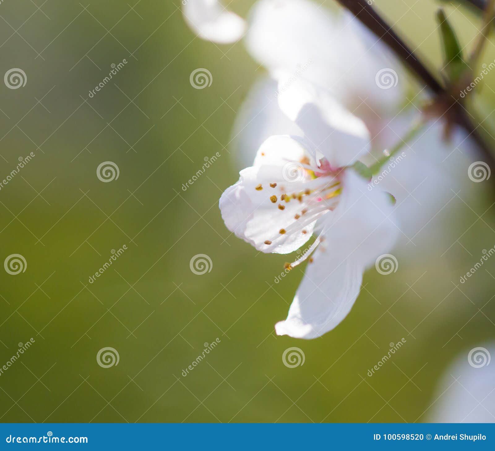 Beautiful Flowers on the Branches of a Tree Stock Photo - Image of ...
