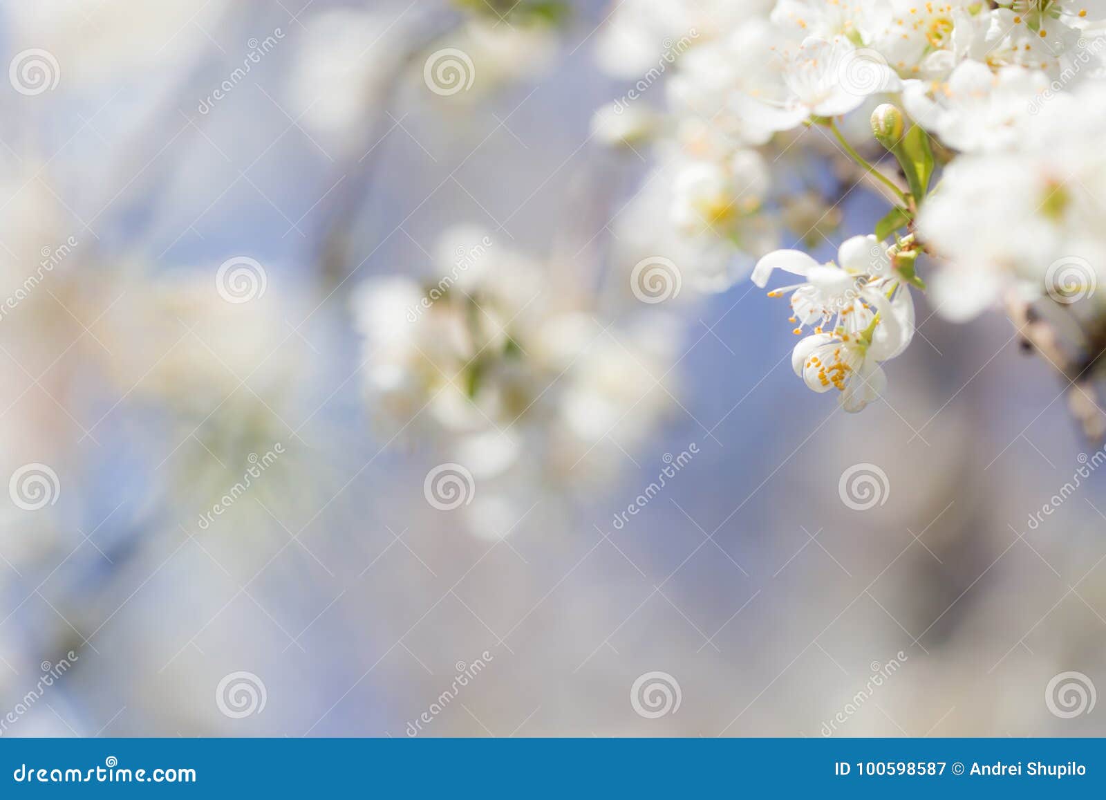 Beautiful Flowers on the Branches of a Tree Stock Image - Image of ...