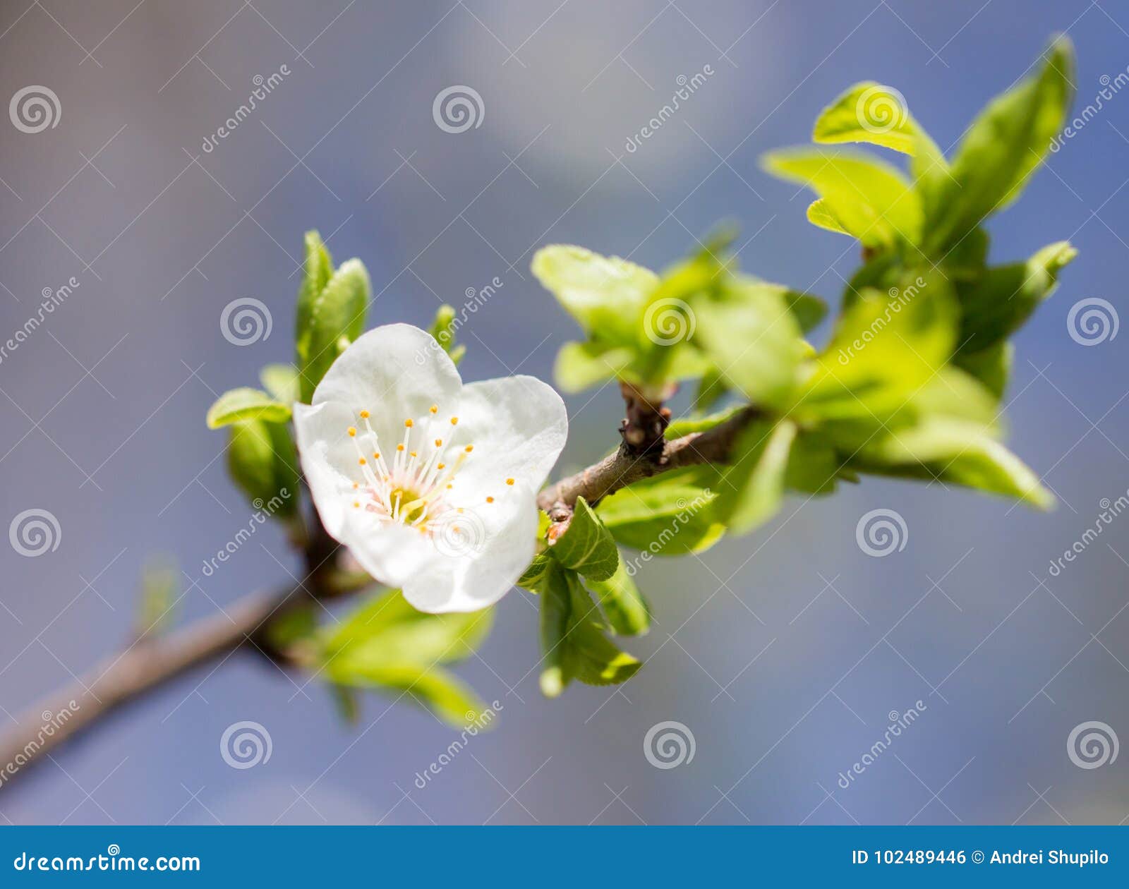 Beautiful Flowers on the Branches of a Tree Stock Photo - Image of ...