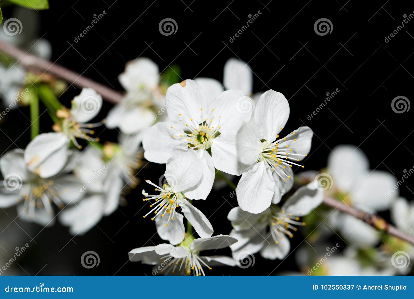 Beautiful Flowers on the Branches of a Tree Stock Image - Image of ...