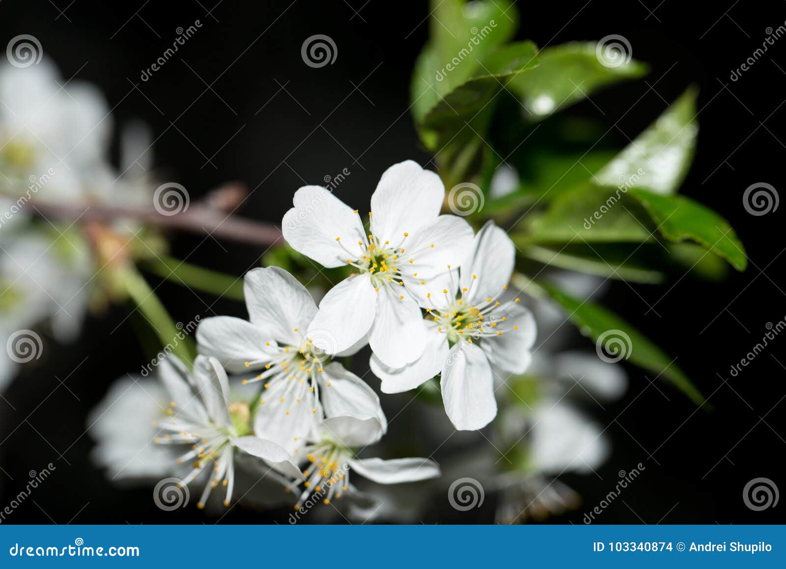 Beautiful Flowers on the Branches of a Tree Stock Photo - Image of ...