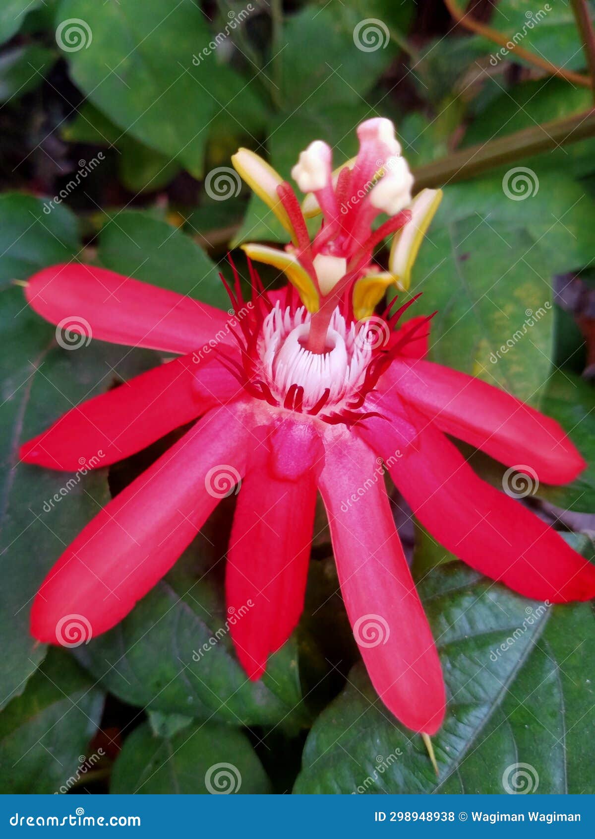 Beautiful Flowers, with a Bright Red Base, Like a Propeller, Stock ...