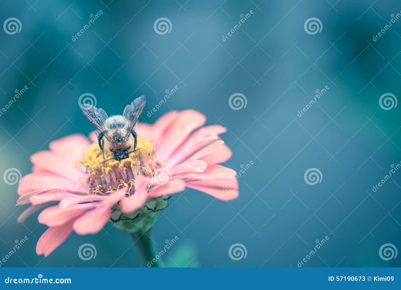 Beautiful Flowers with Bumblebee Stock Image - Image of lawn, color ...