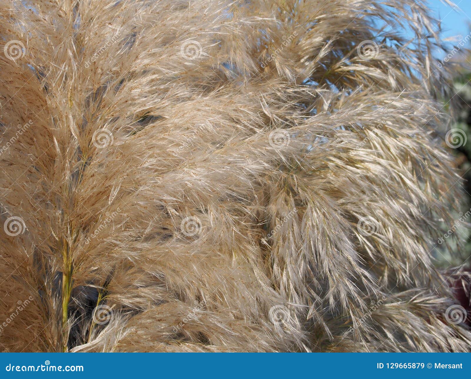 Beautiful flowers of cane stock image. Image of flower - 129665879