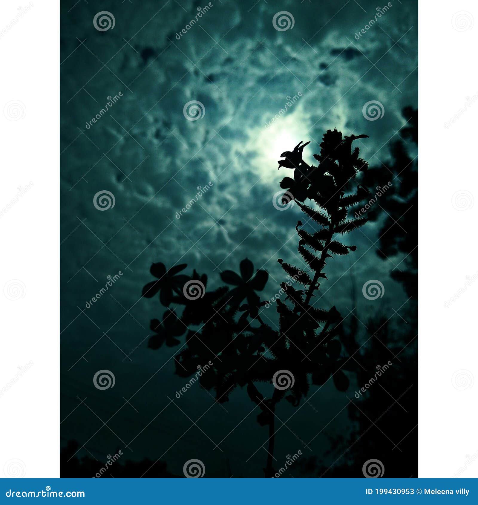 Beautiful Flowers Captured Under Moon Light and Full of Skies Stock ...