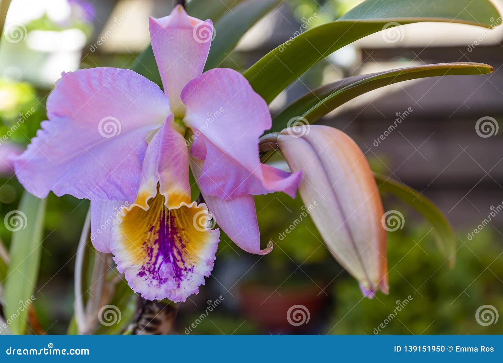 Beautiful Flowers of the Cattleya Orchid Stock Photo - Image of natural ...