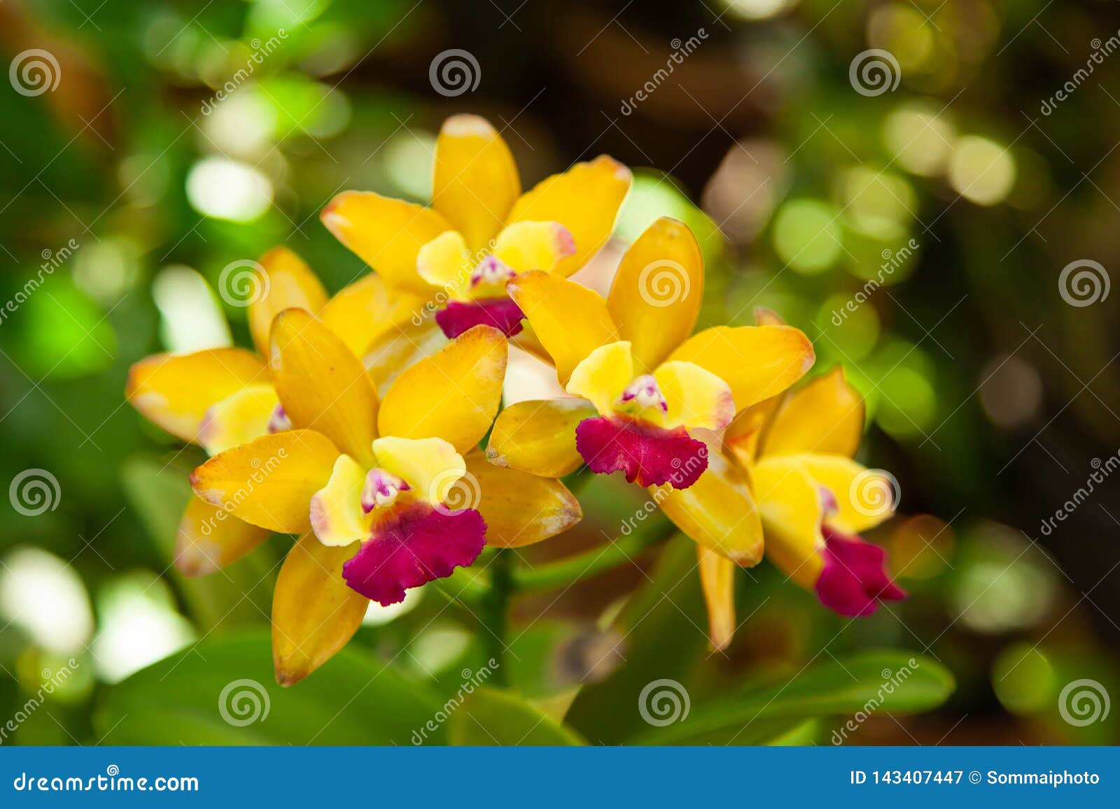 Beautiful Flowers, Cattleya Orchids Stock Image - Image of cattleya ...